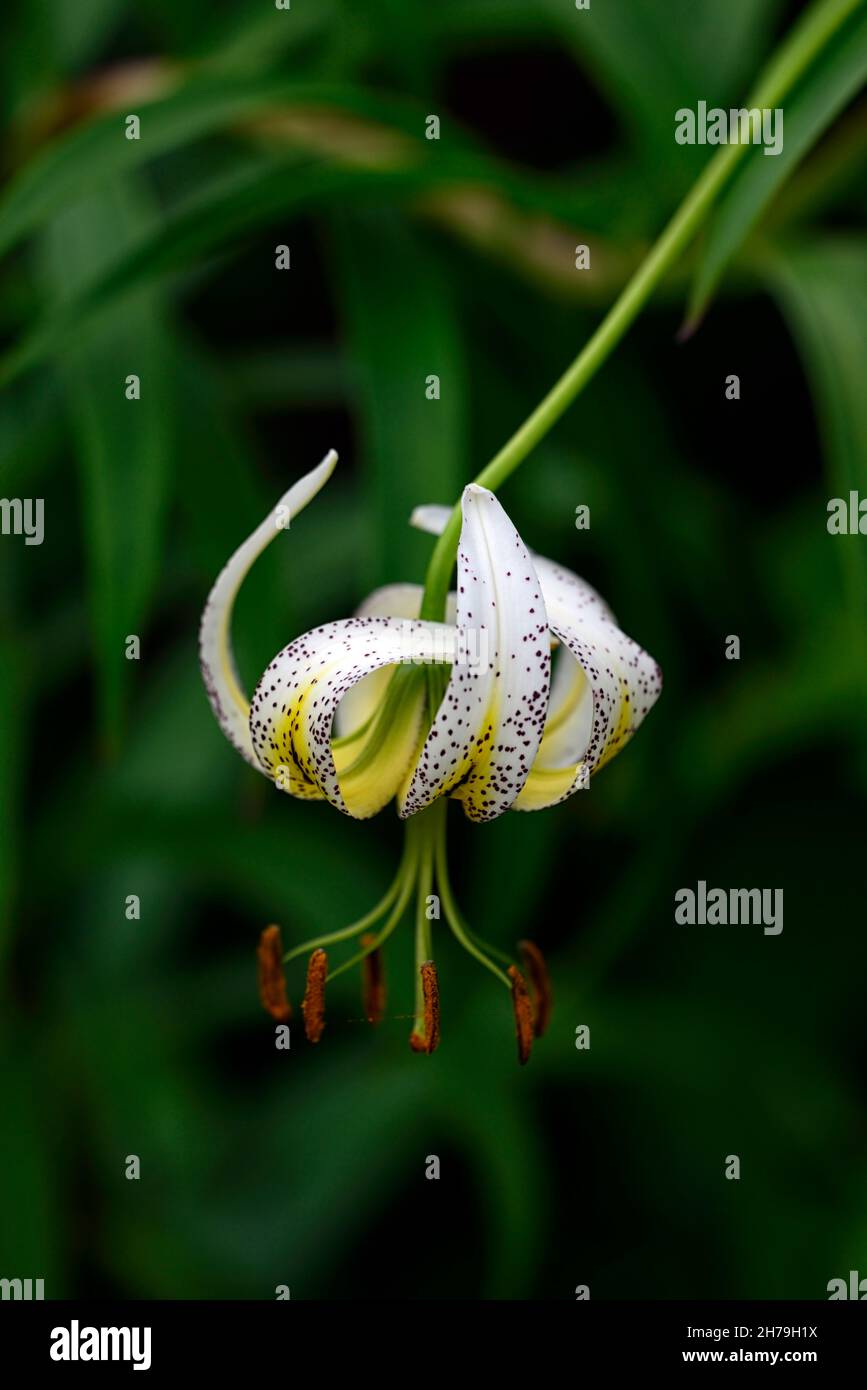Lilium taliense,White Turk's cap flower with rosepoint marbling,spotted ...