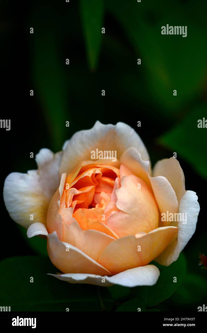 Rosa The Lady Gardener,Rose The Lady Gardener,shrub rose,roses,orange ...