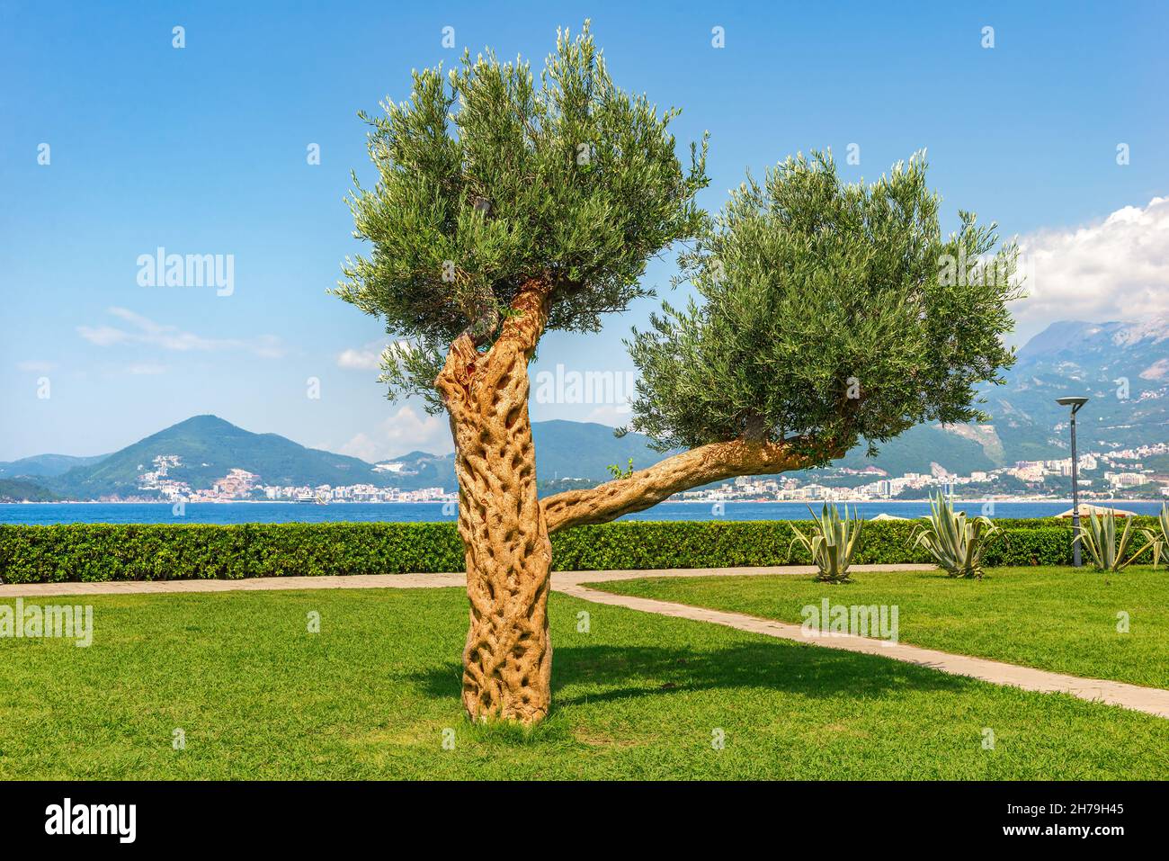 Big beautiful olive tree hi-res stock photography and images - Alamy