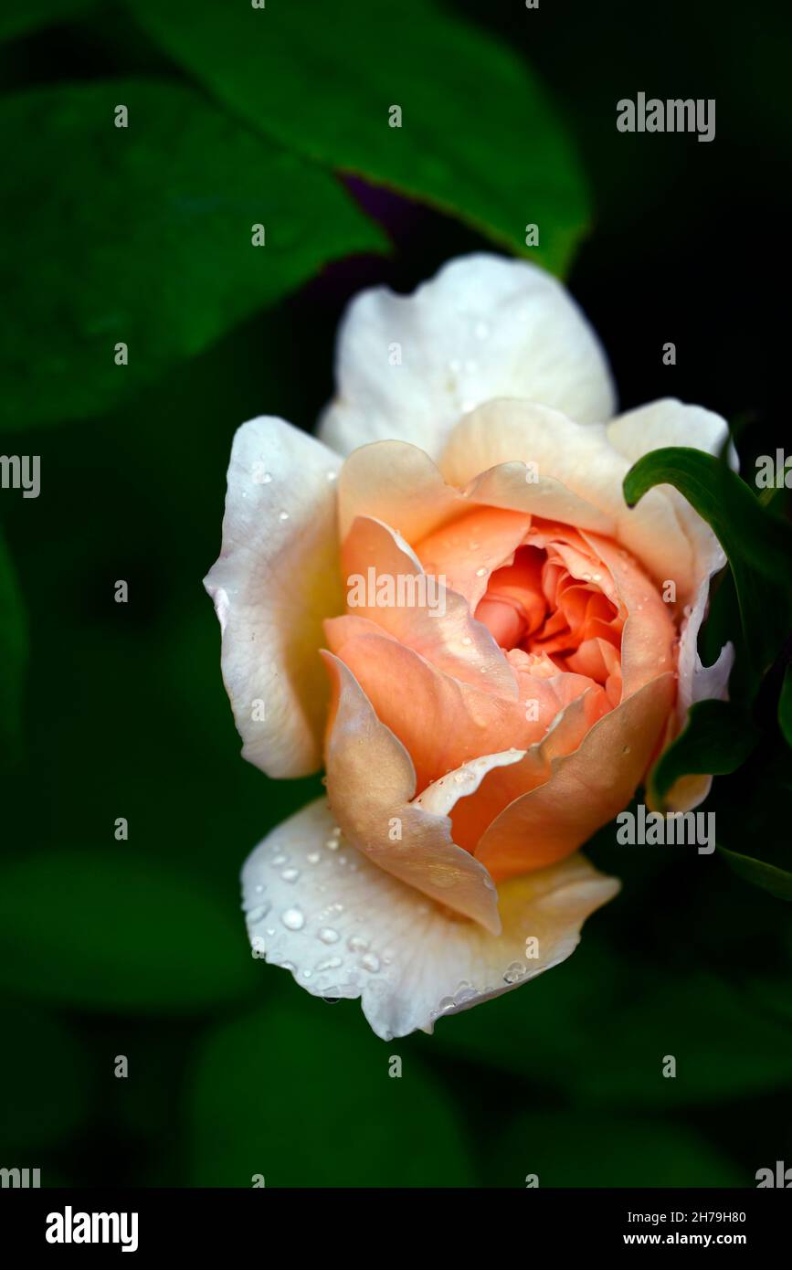 Rosa The Lady Gardener,Rose The Lady Gardener,shrub rose,roses,orange ...