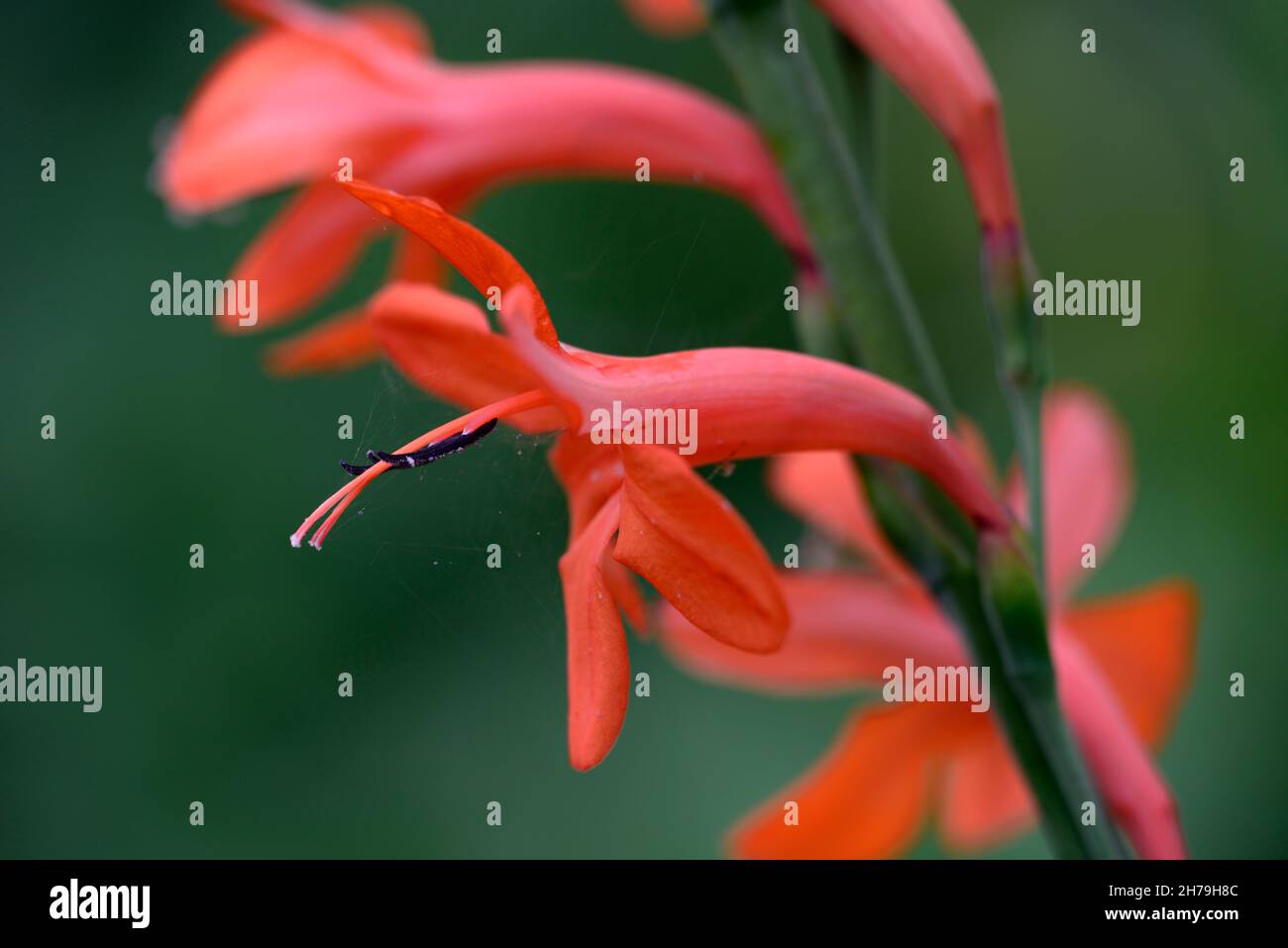Watsonia Mount Congreve Coral,Bugle lily,orange,flower,flowers,spike ...