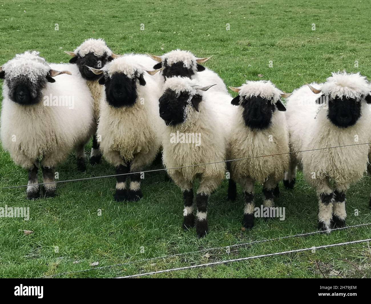 A herd of white sheep with a black beak, nose and ears. Walliser ...