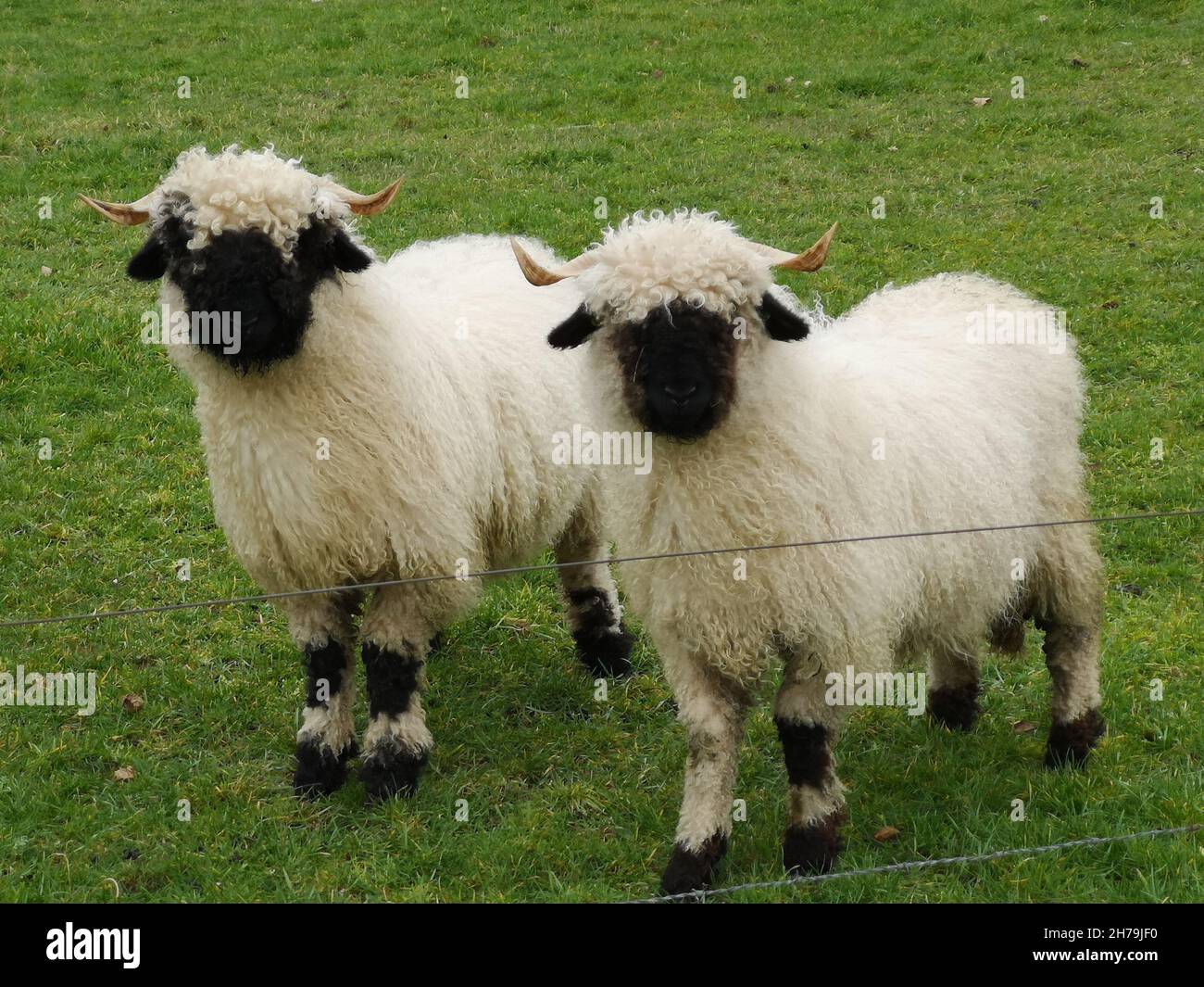 Two of white sheep with a black beak, nose and ears. Walliser ...