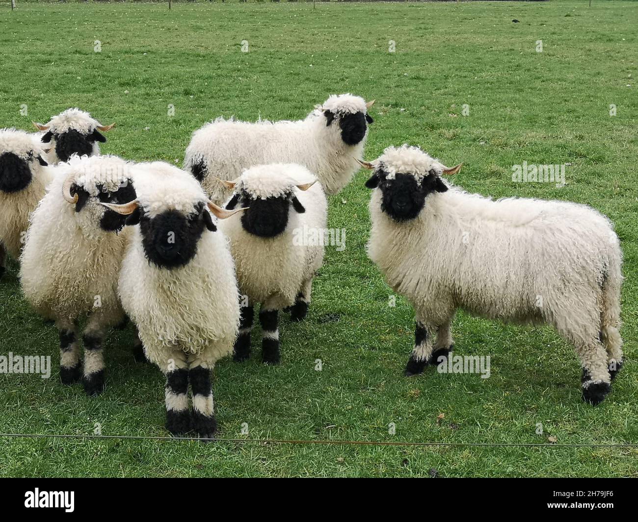 A herd of white sheep with a black beak, nose and ears. Walliser ...