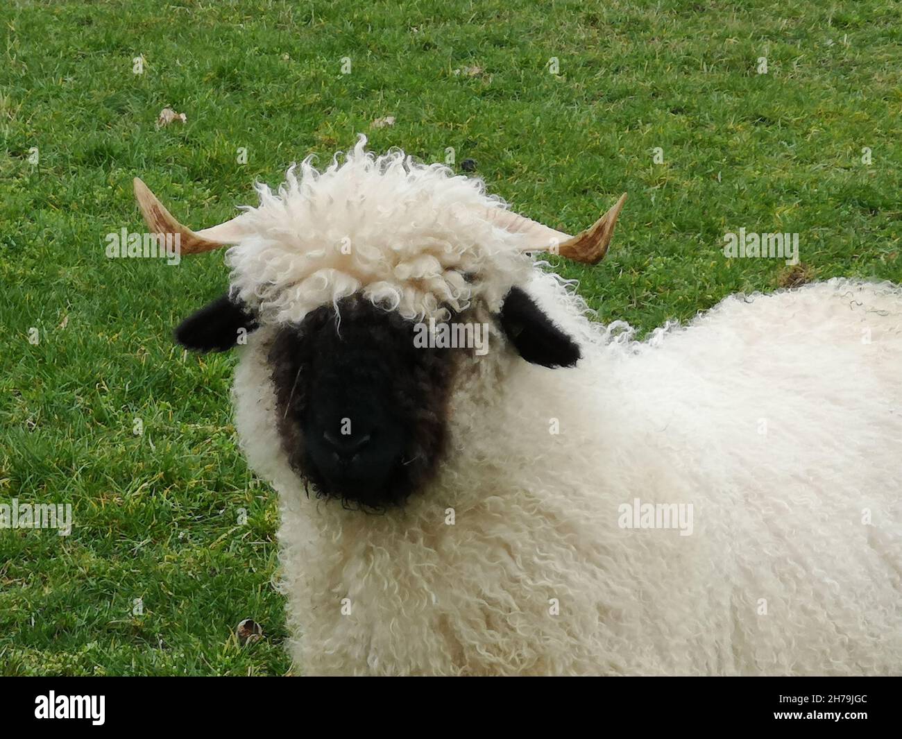 The head of a black nose sheep. Walliser schwarznase sheep Stock Photo ...