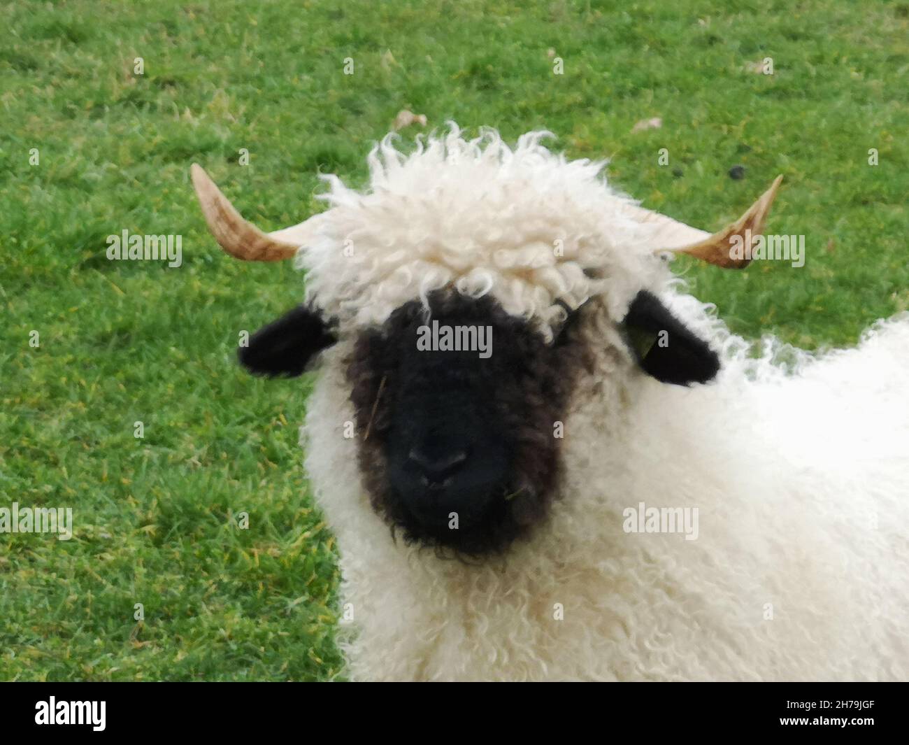 The head of a black nose sheep. Walliser schwarznase sheep Stock Photo ...