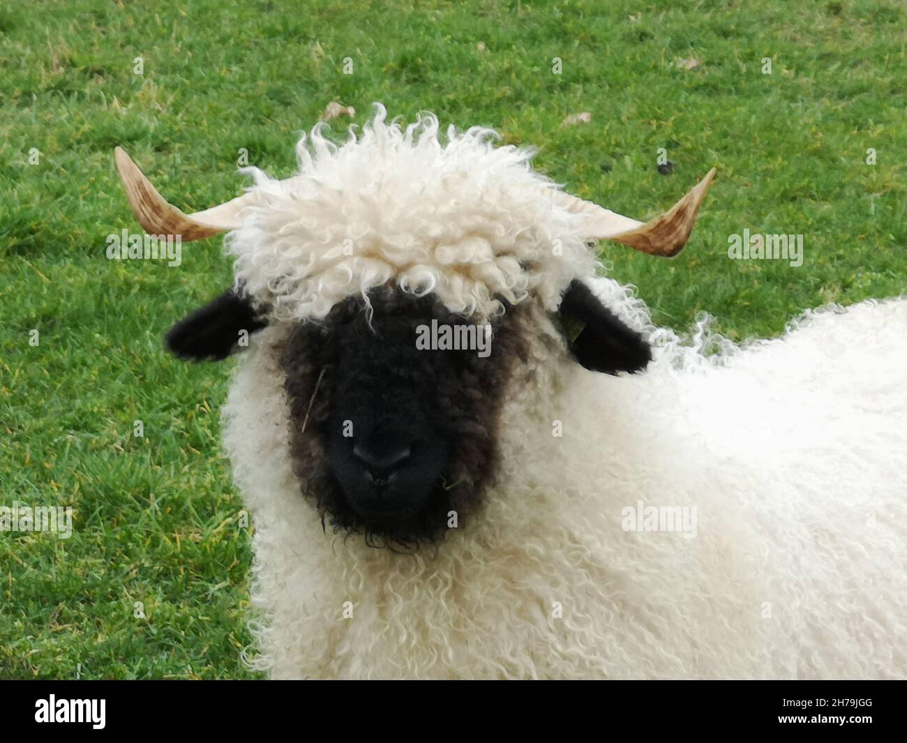 The head of a black nose sheep. Walliser schwarznase sheep Stock Photo ...