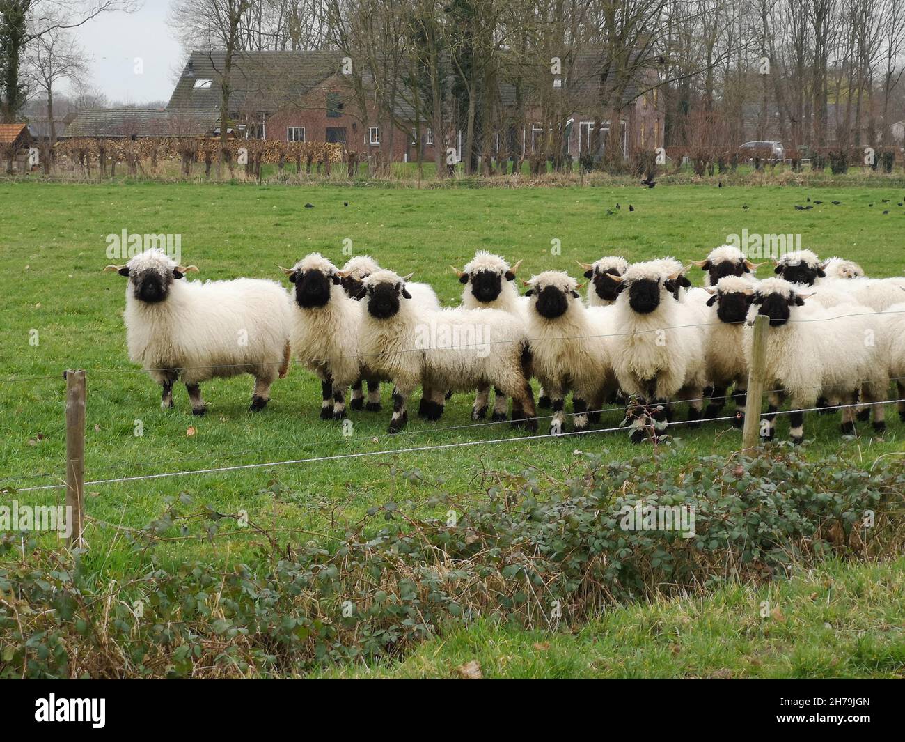 A herd of white sheep with a black beak, nose and ears. Walliser ...