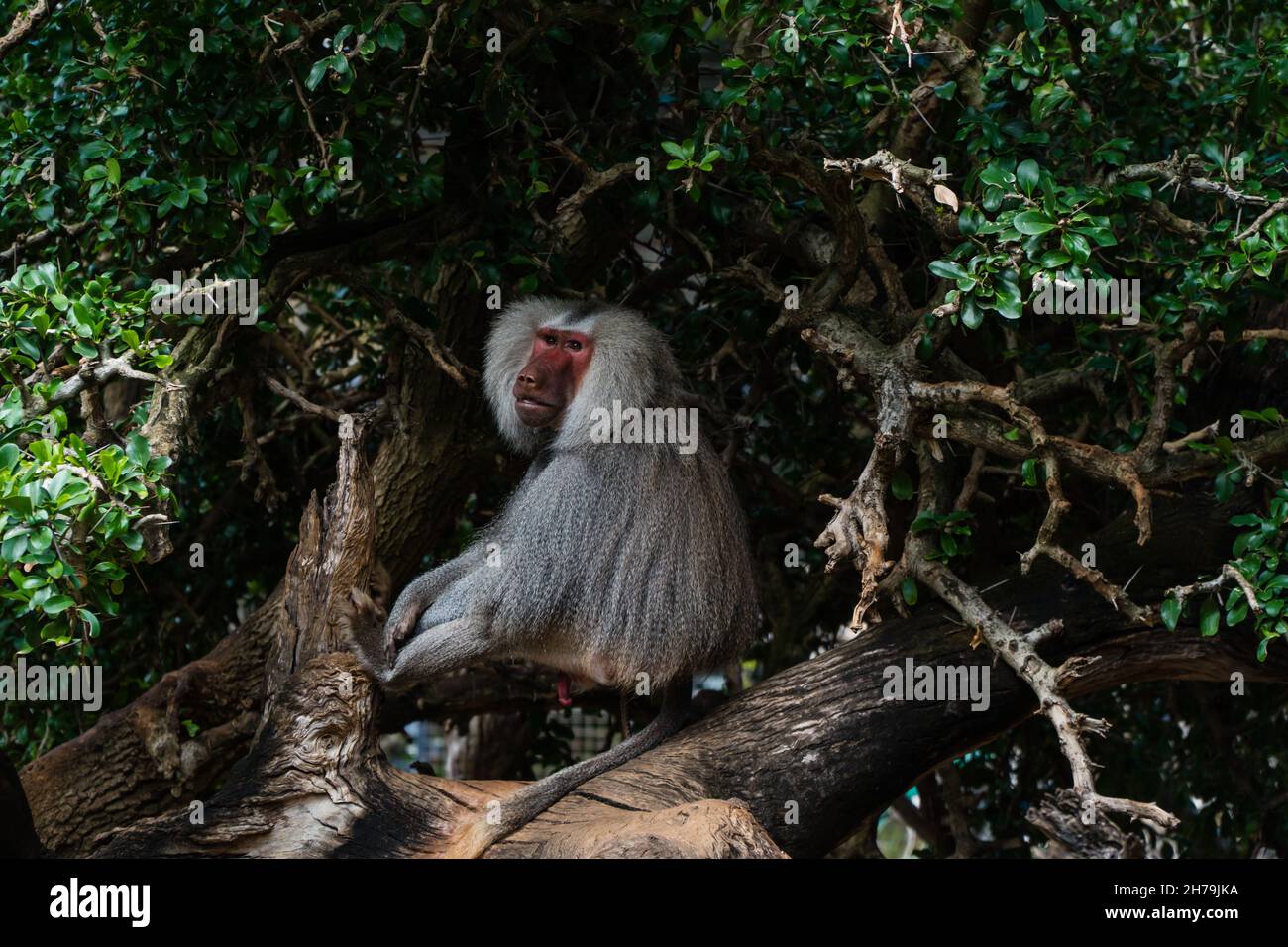 A gray hairy baboon monkey on a tree Stock Photo - Alamy