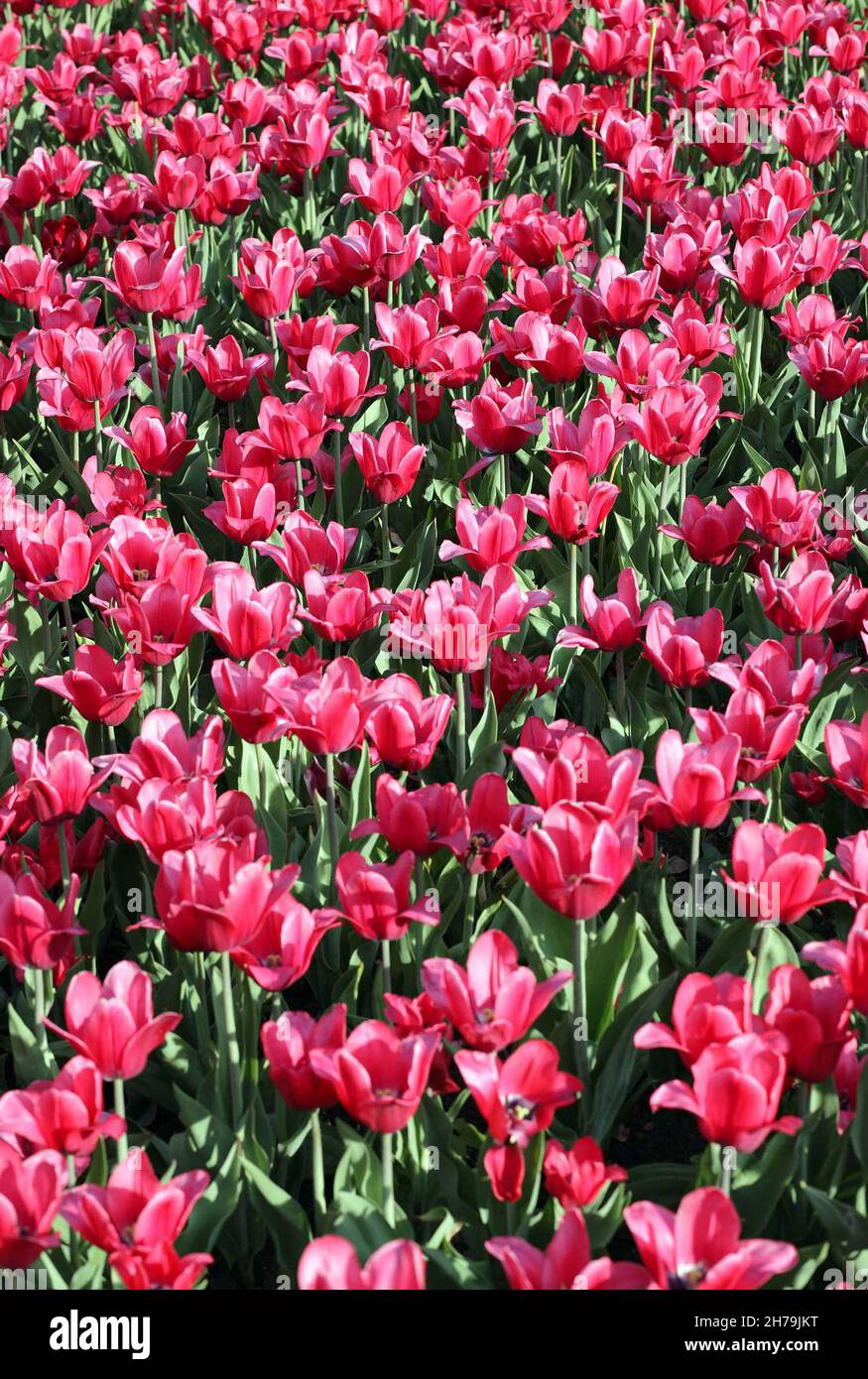 red tulip at spring on Earth Stock Photo - Alamy