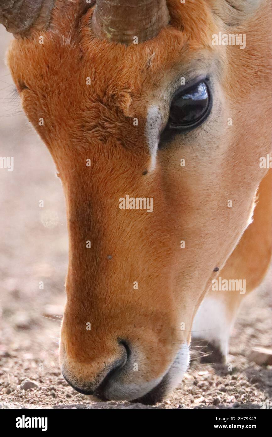 Impala Teeth High Resolution Stock Photography and Images - Alamy