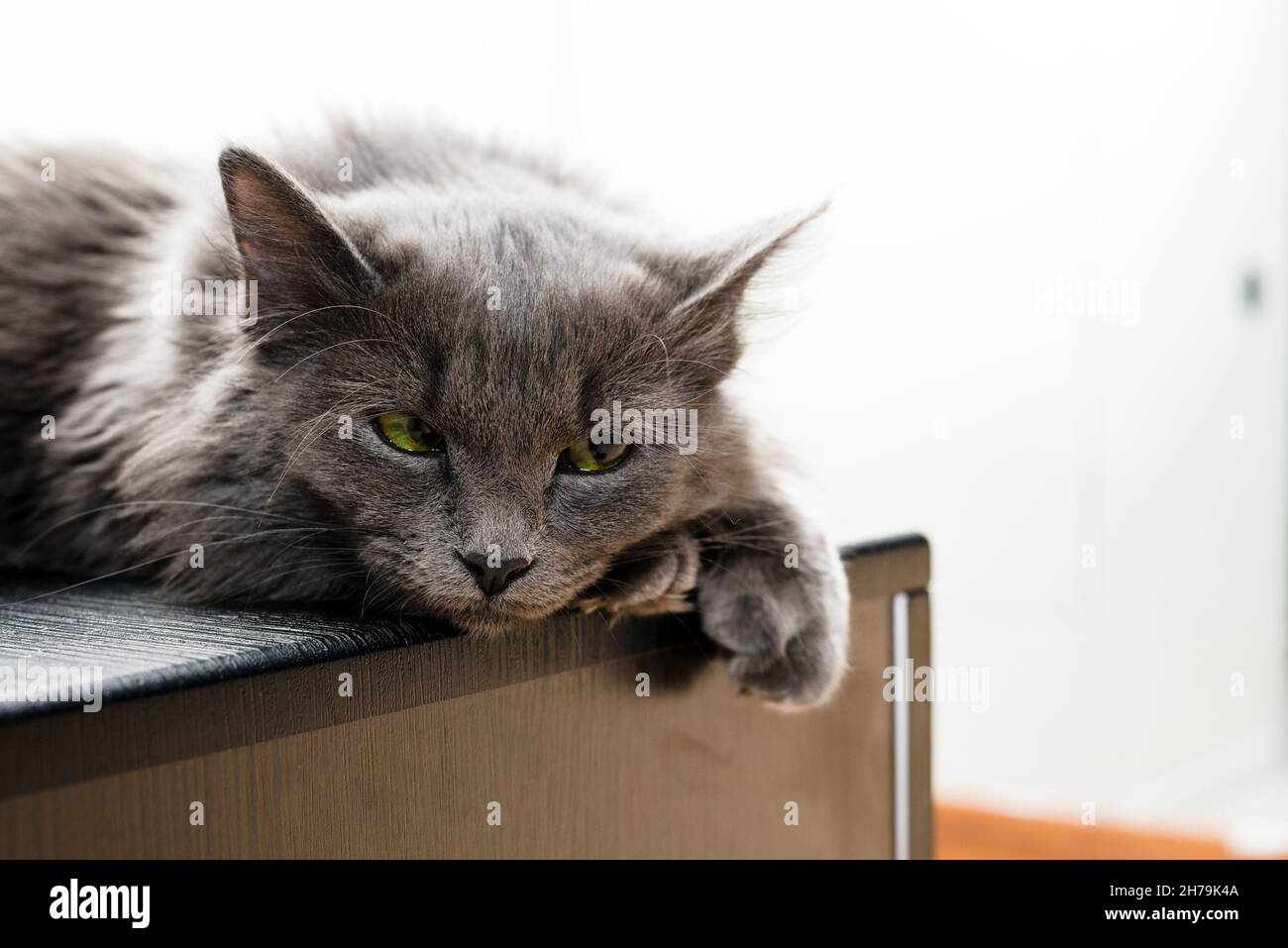 a gray furry cat with green eyes lies on a table on a light background ...