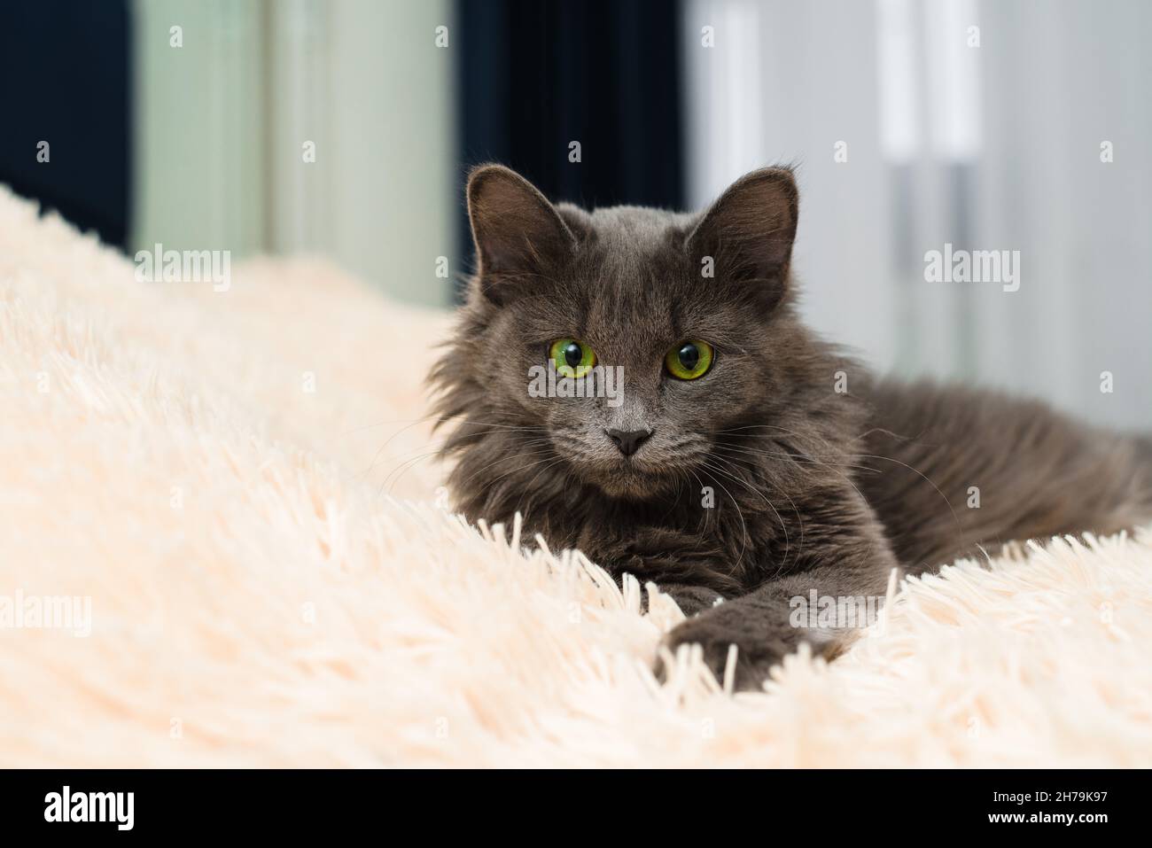 a gray furry cat with green eyes lies on the bed on a peach bedspread ...