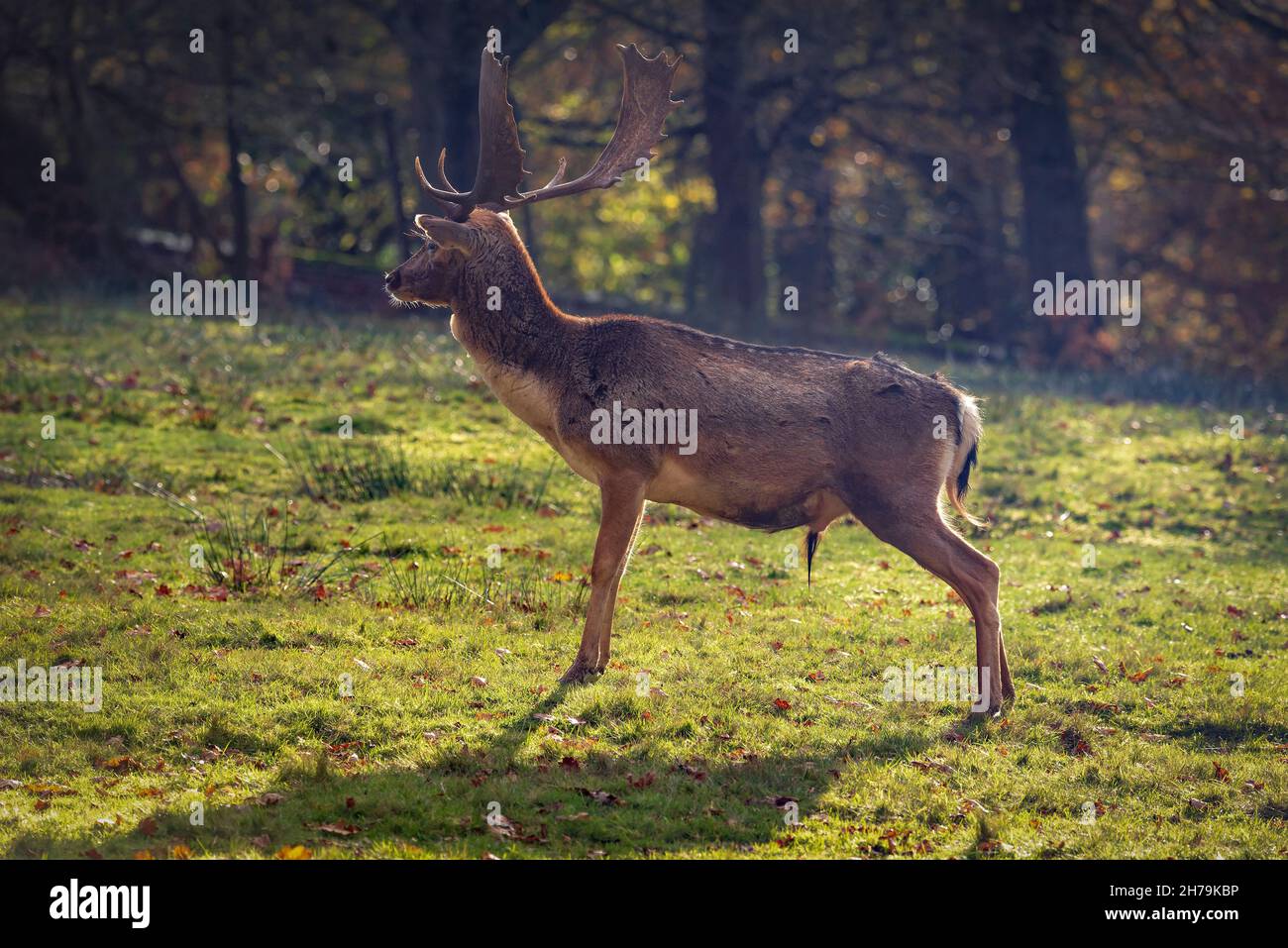 Palmated antlers hi-res stock photography and images - Alamy