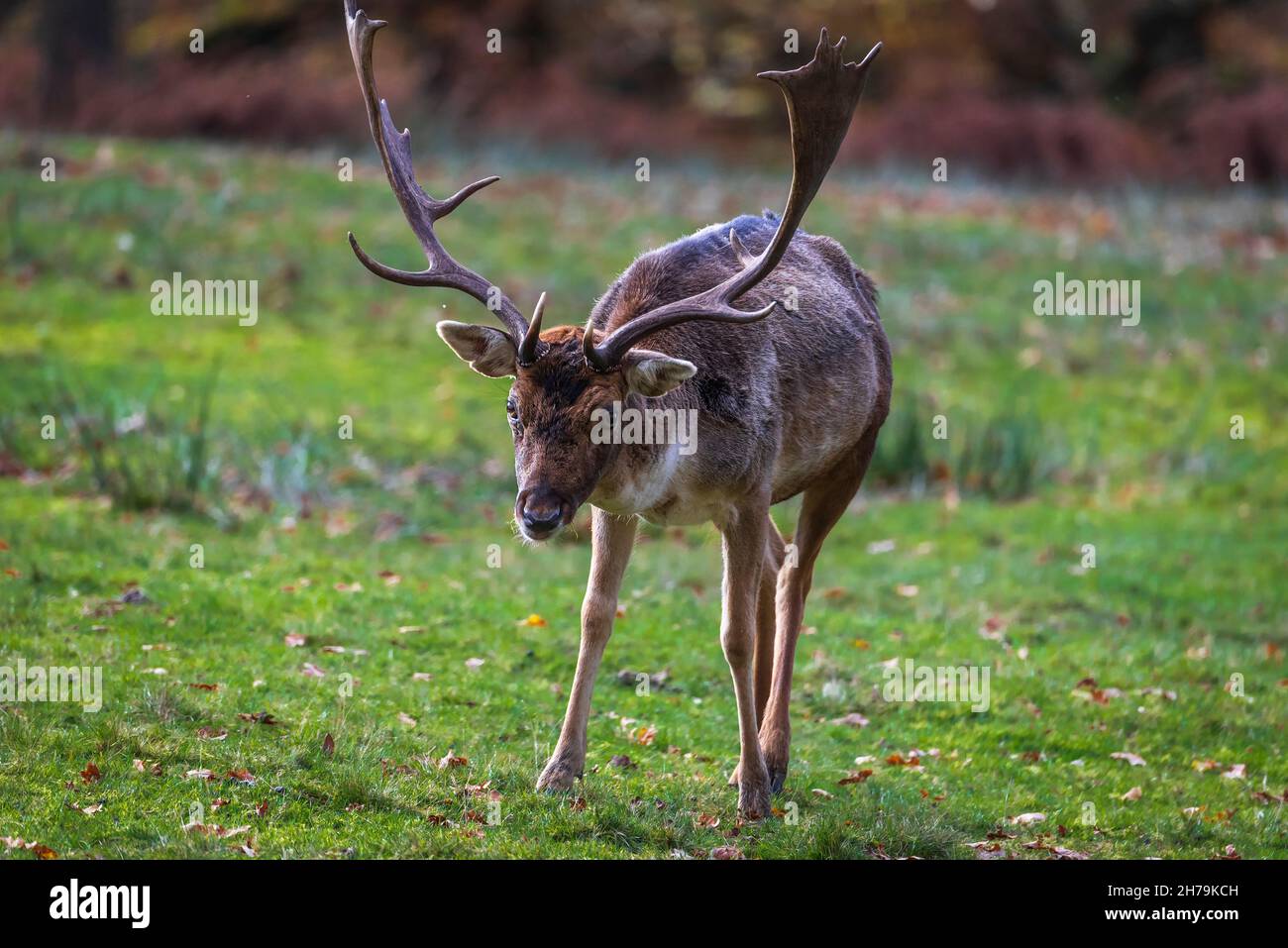 Fallow deer buck with palmated antlers Stock Photo - Alamy