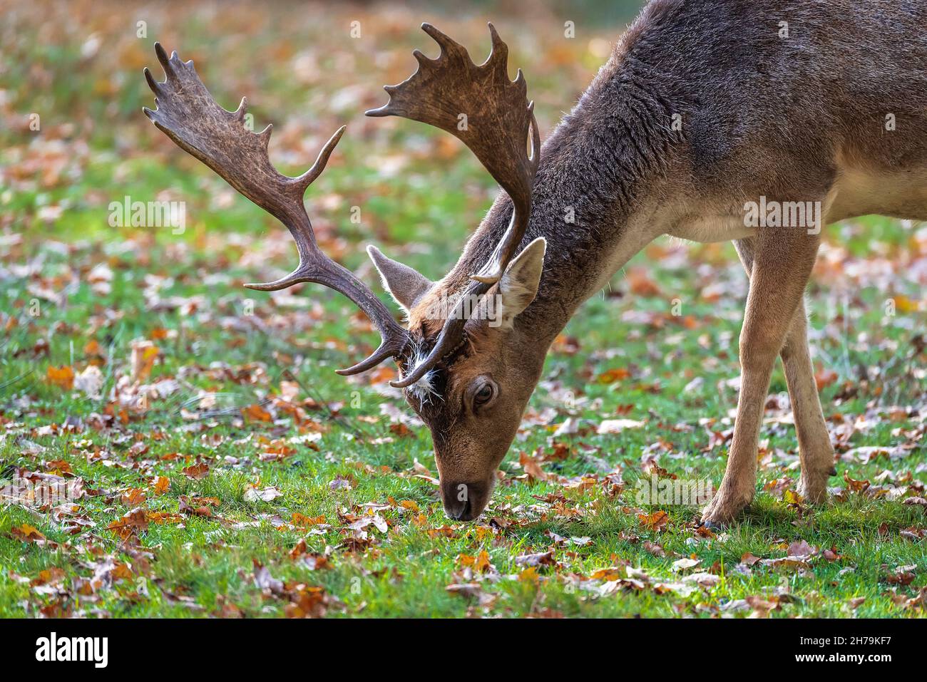 Fallow deer buck with palmated antlers Stock Photo - Alamy