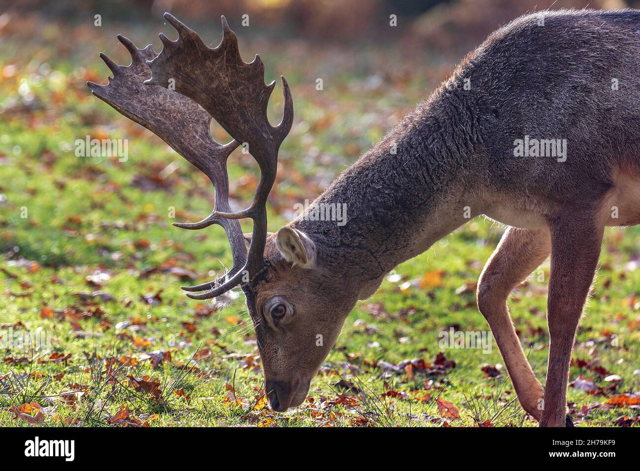 Fallow deer buck with palmated antlers Stock Photo - Alamy