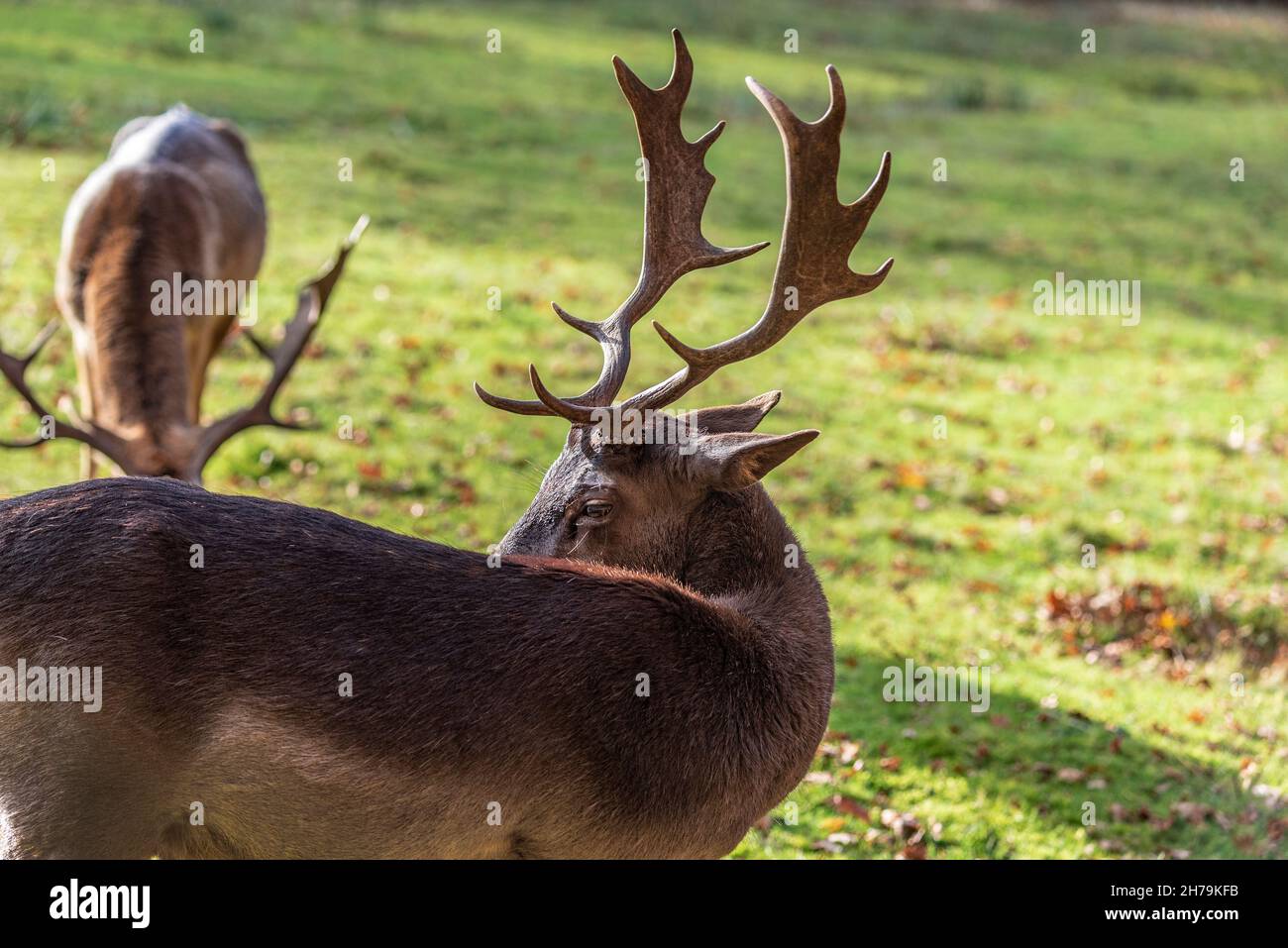 Fallow deer buck with palmated antlers Stock Photo - Alamy