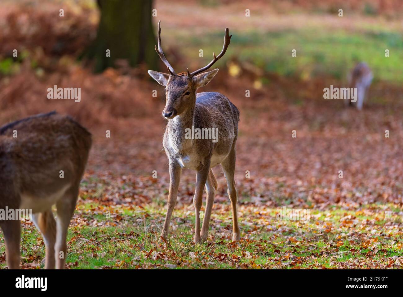 Palmated antlers hi-res stock photography and images - Alamy