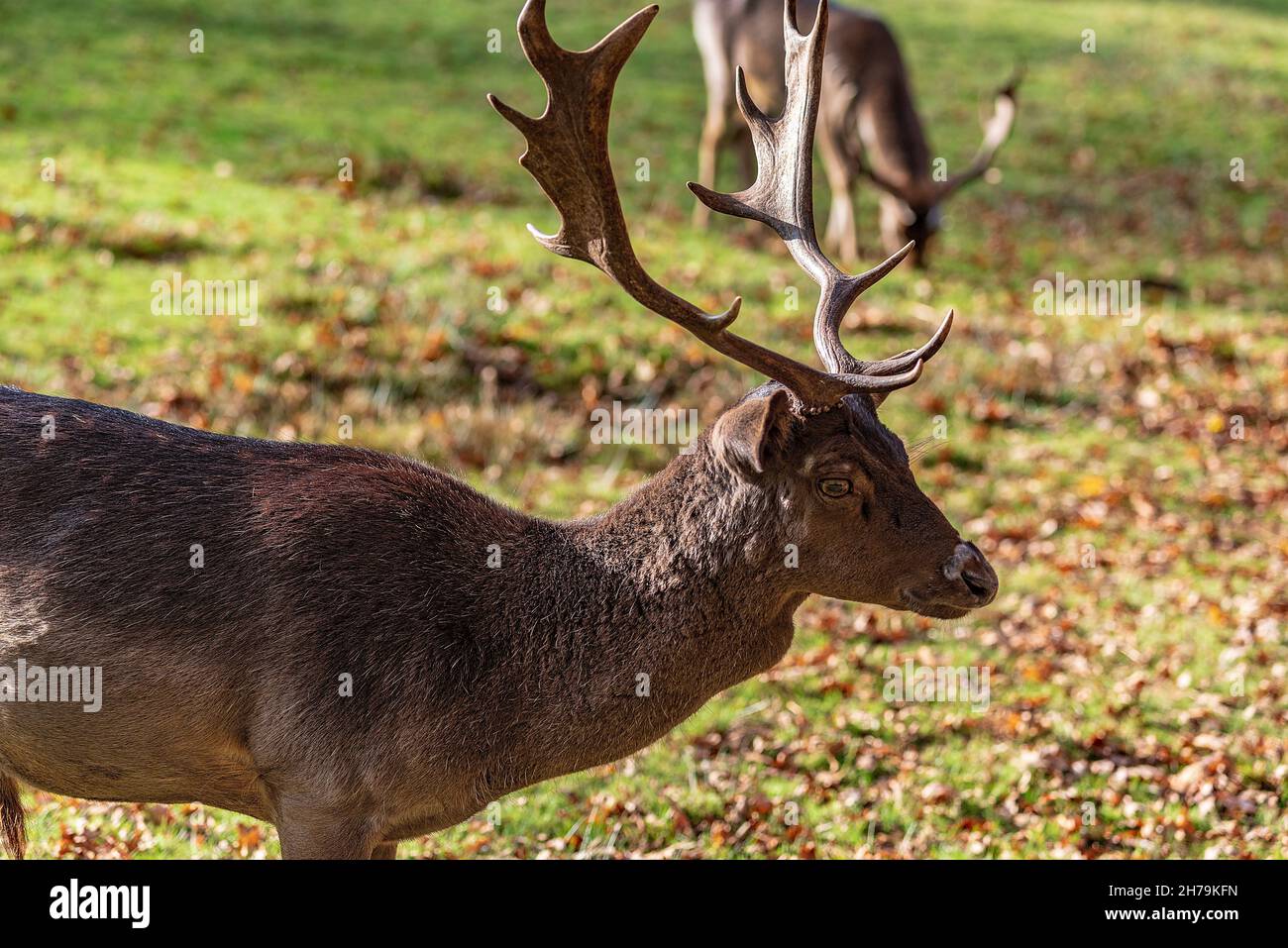 Fallow deer buck with palmated antlers Stock Photo - Alamy