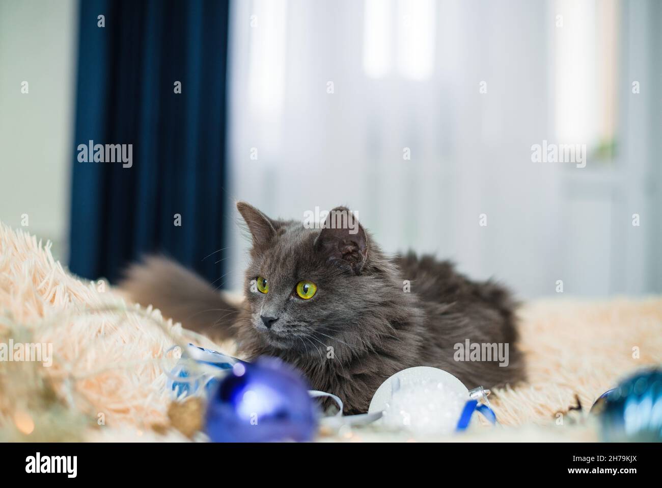 a gray furry cat with green eyes is lying on the bed on a peach ...