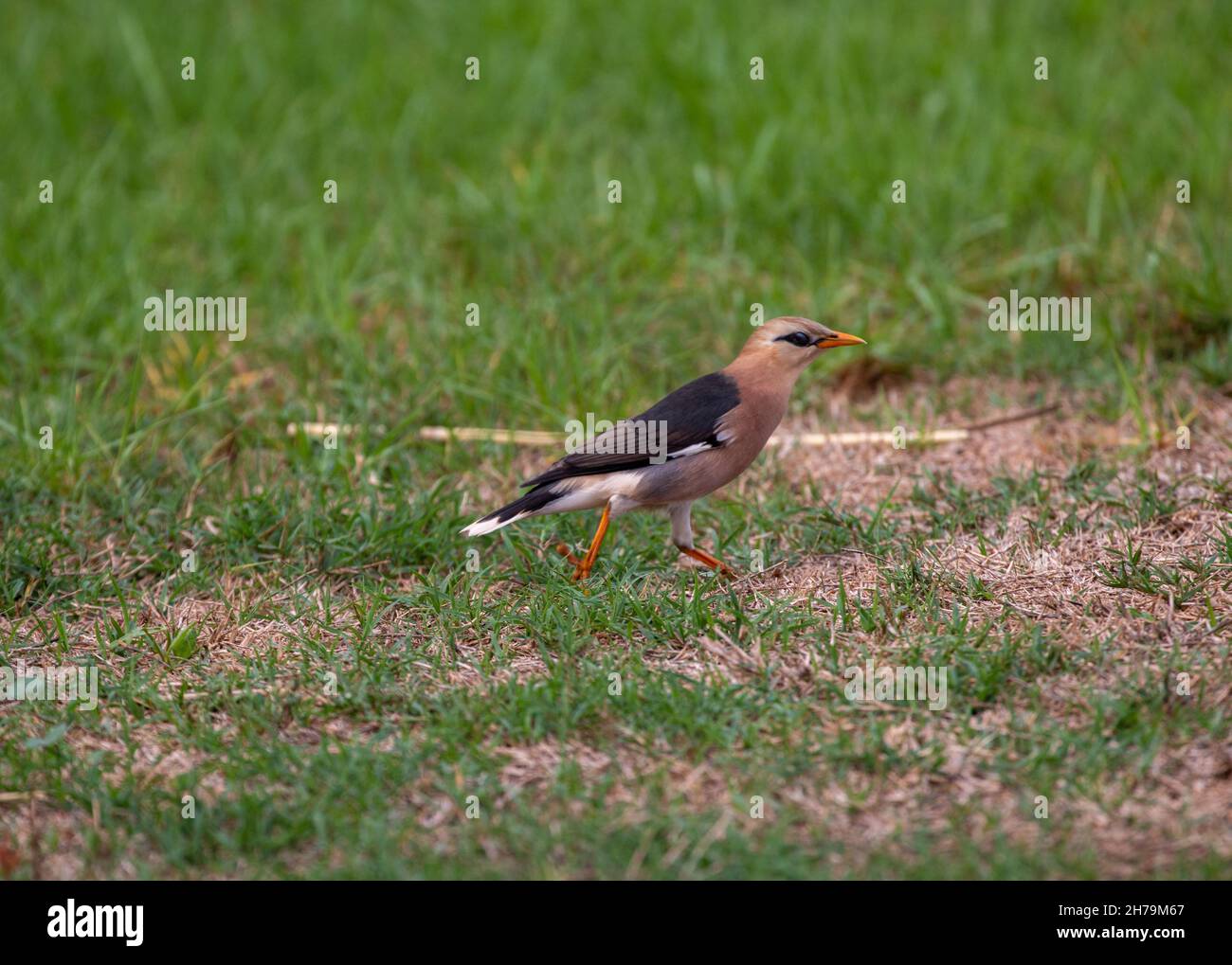 A beautiful view of a starling in the field on a sunny day Stock Photo - Alamy