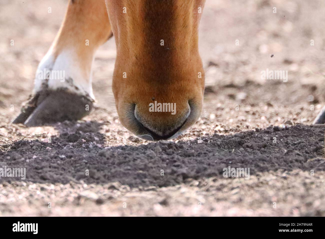 Impala Teeth High Resolution Stock Photography and Images - Alamy