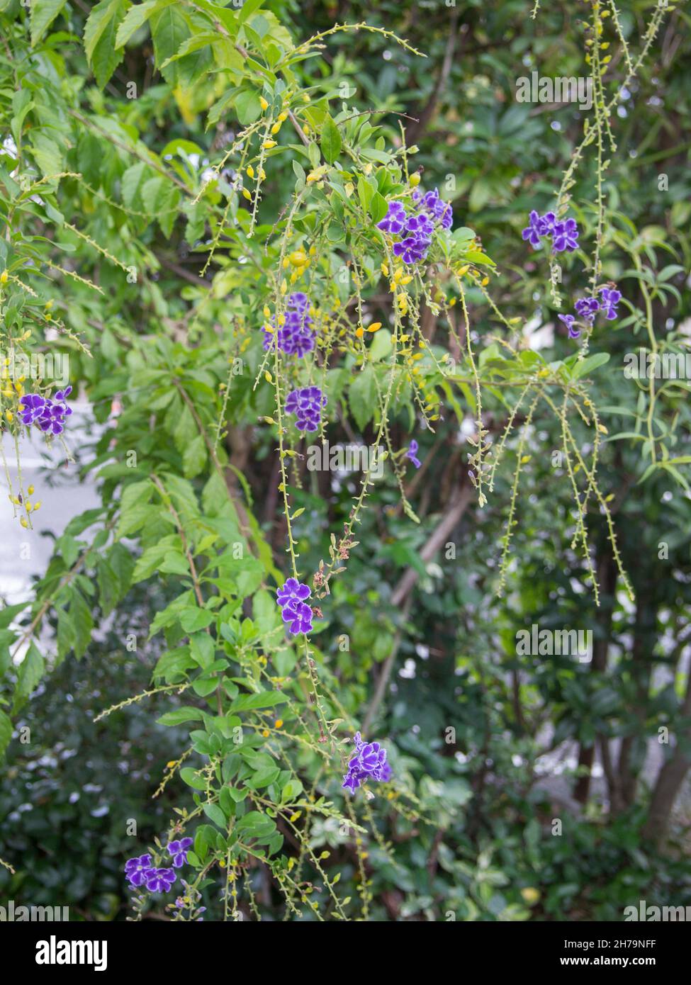 Autumn flowers in Kyoto city Stock Photo - Alamy