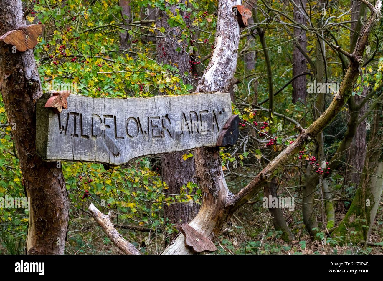 wildflowers area in a woodland, cultivated wildflower designated zone ...
