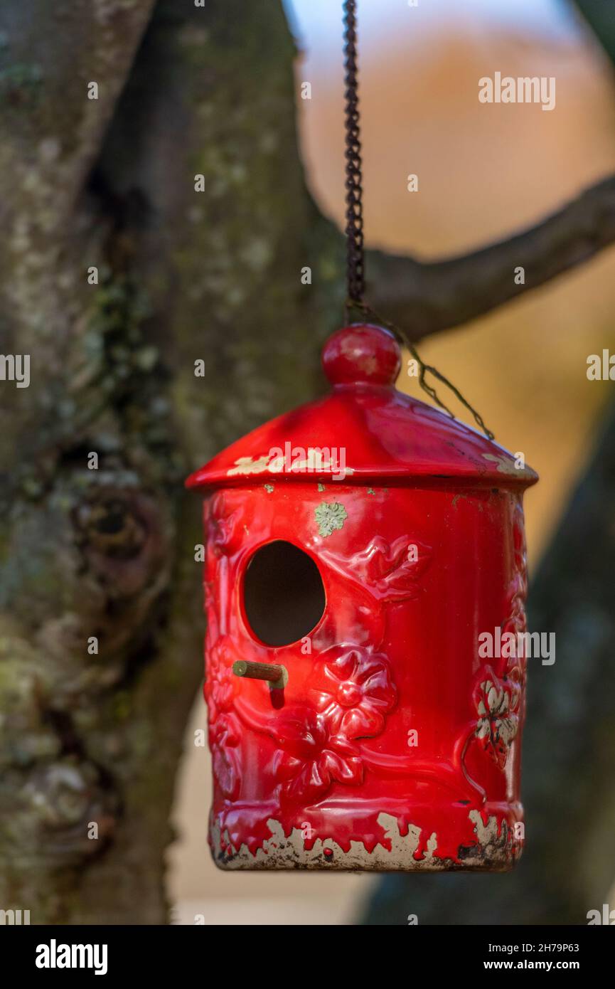 ceramic bird feeder hanging in tree, feeding birds, colourful red bird ...