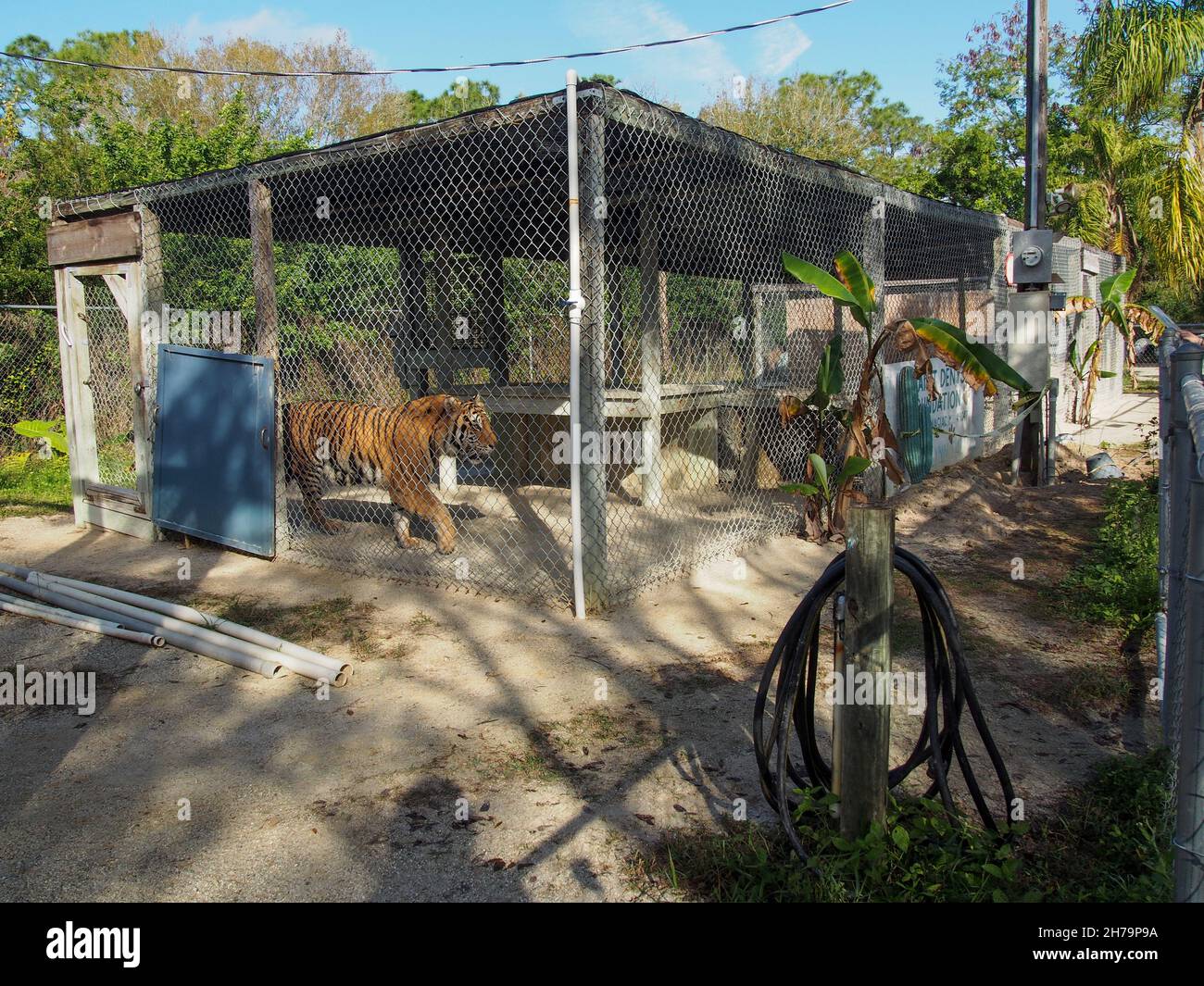 Bengal tiger pacing in its enclosure at the Octagon Wildlife Sanctuary ...