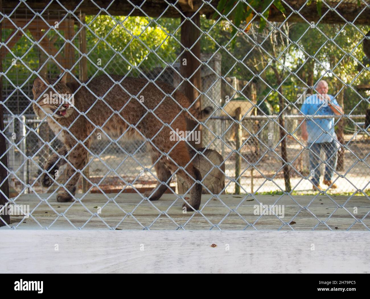 Bobcat in its enclosure with caretaker seen in background at the ...