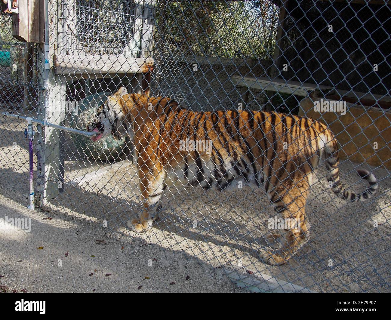 Bengal tiger drinking from a water dispenser in its enclosure at the ...