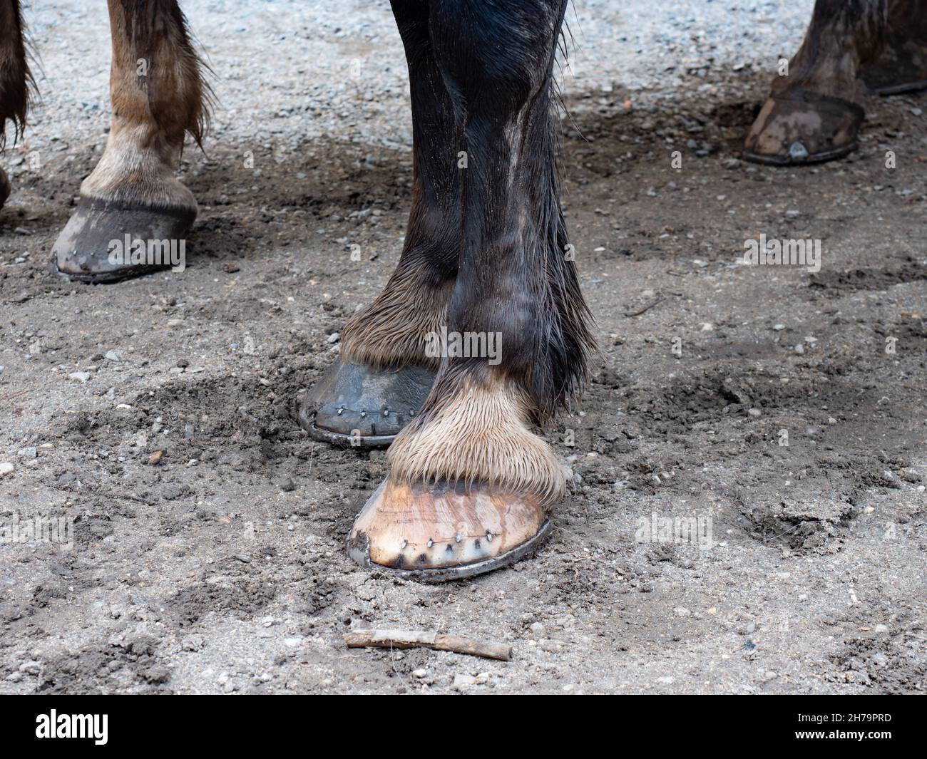Pink keratin hooves of a black horse with bent ends of a blacksmith ...