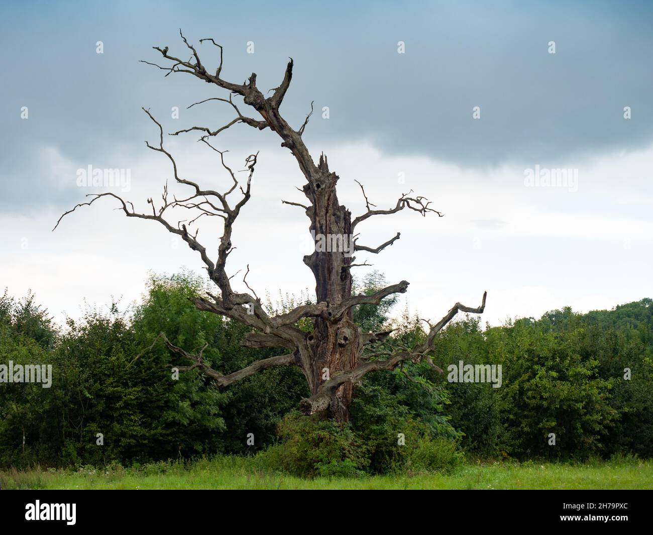 Dry bent solitai tree.The solitar tree. Park in Lednice, Moravia Stock ...