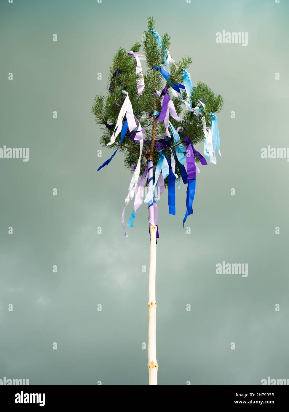 Traditional tall wooden maypole erected with ribbons and small flag ...