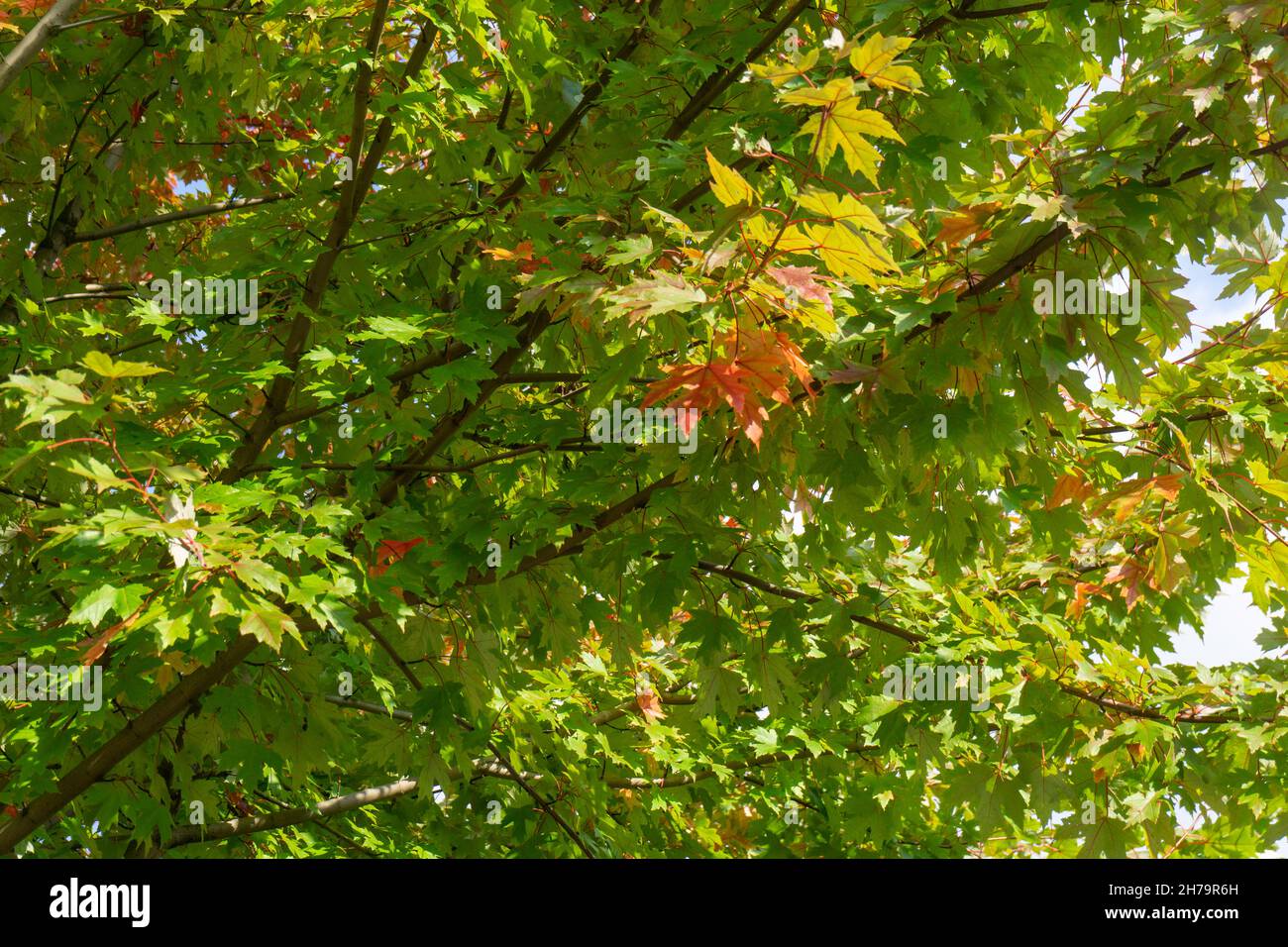 Hybrid Freeman's Maples (Acer x freemanii) street trees, near Wormwood ...