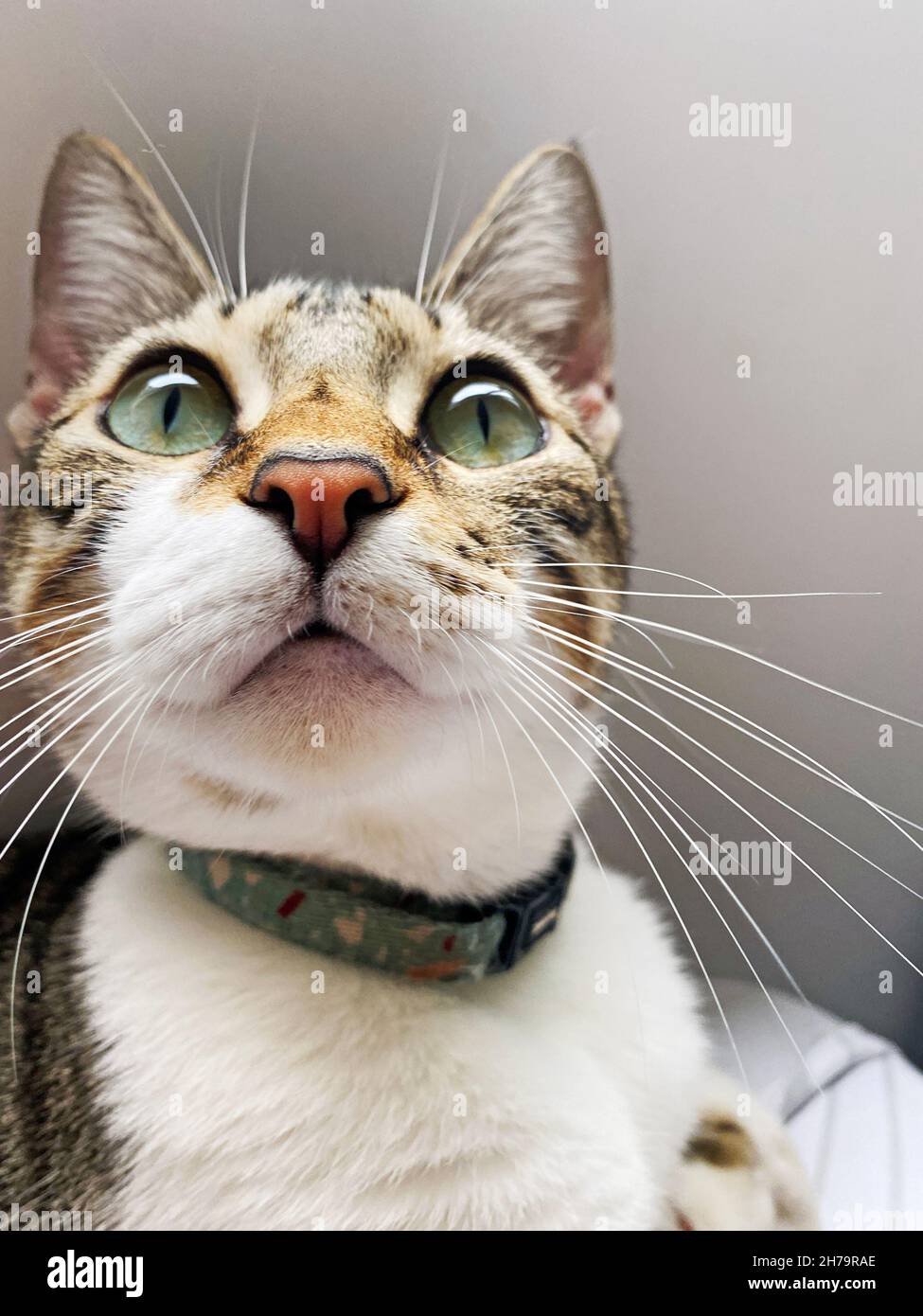 Domestic cat and scenes of its coexistence in our house. Looking up, in ...