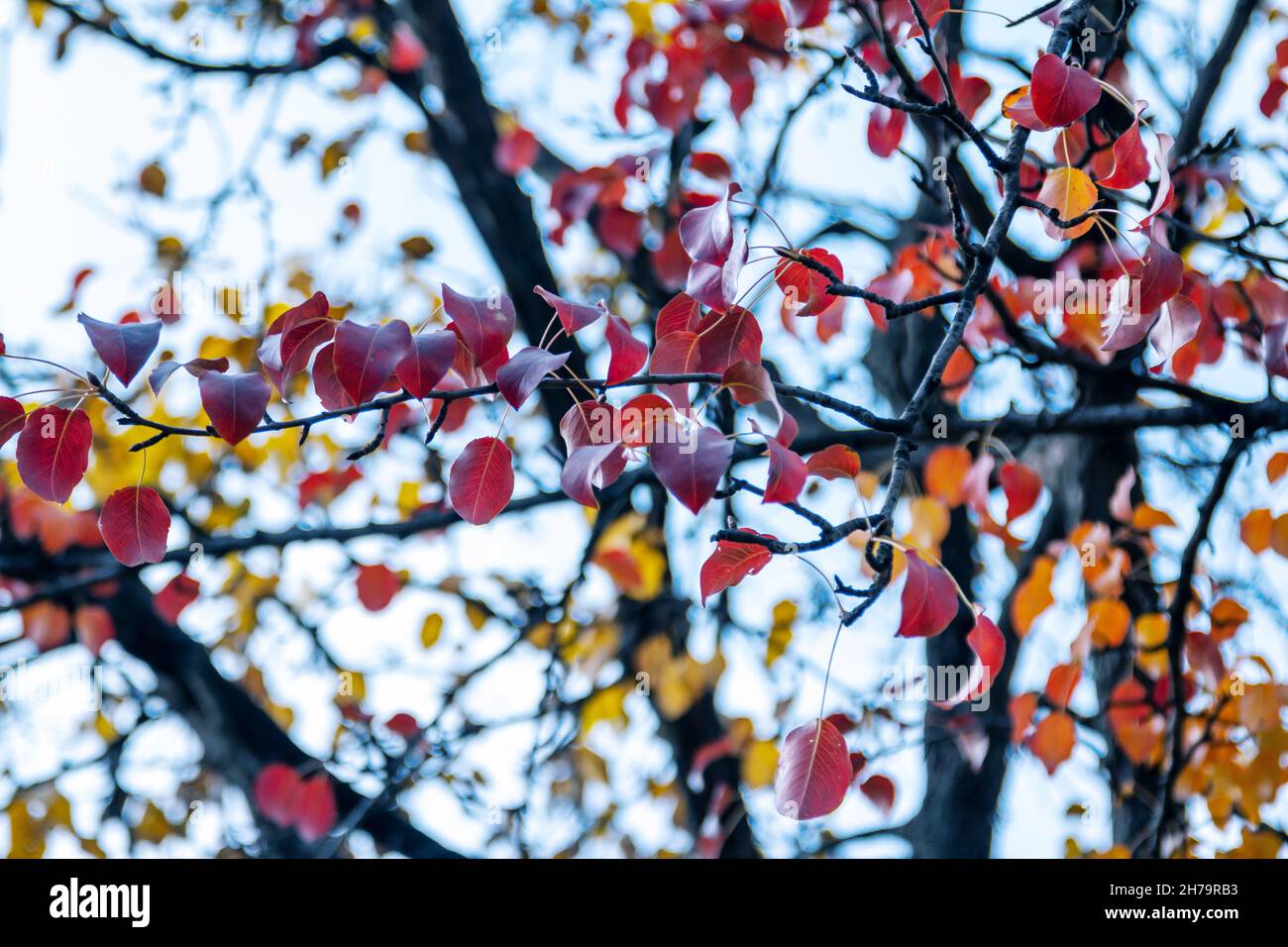 Autumn nature details – tree branch with bright red leaves. Fall ...