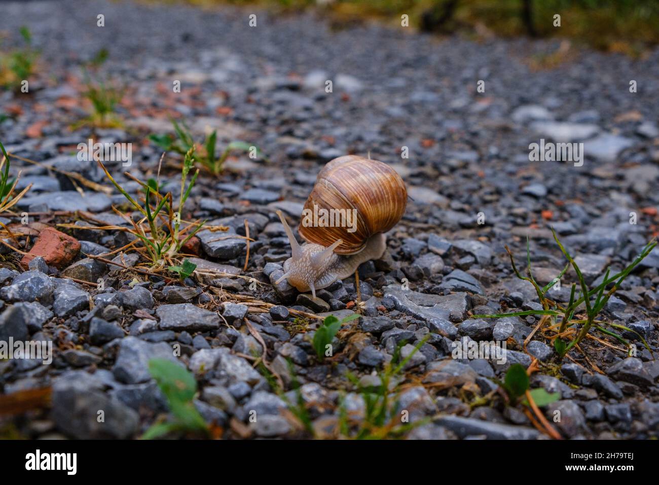 large garden snail with an crack in snail shell on an gravel road in ...