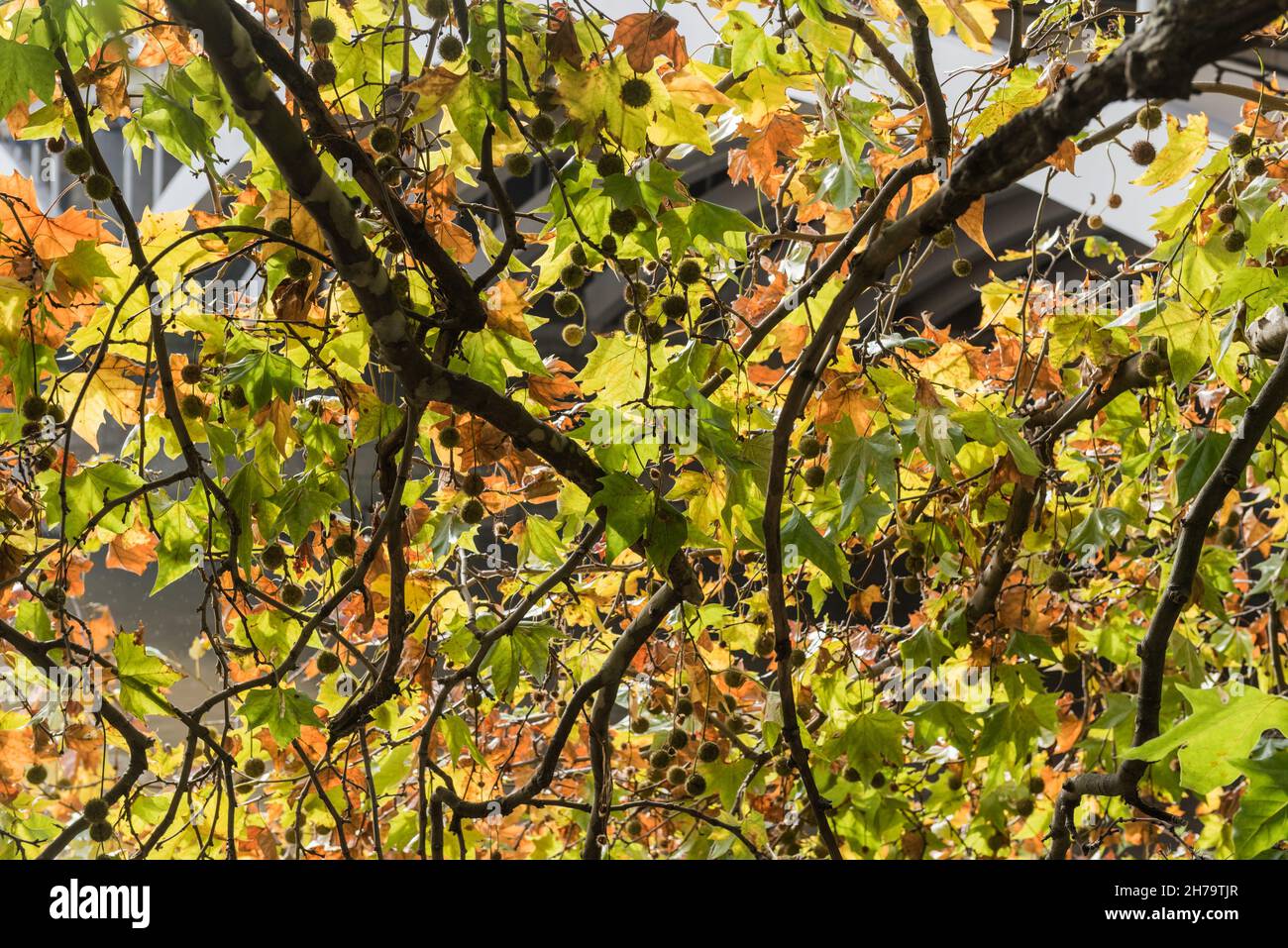 London Plane tree (Platanus sp.) showing seeds and foliage Stock Photo ...