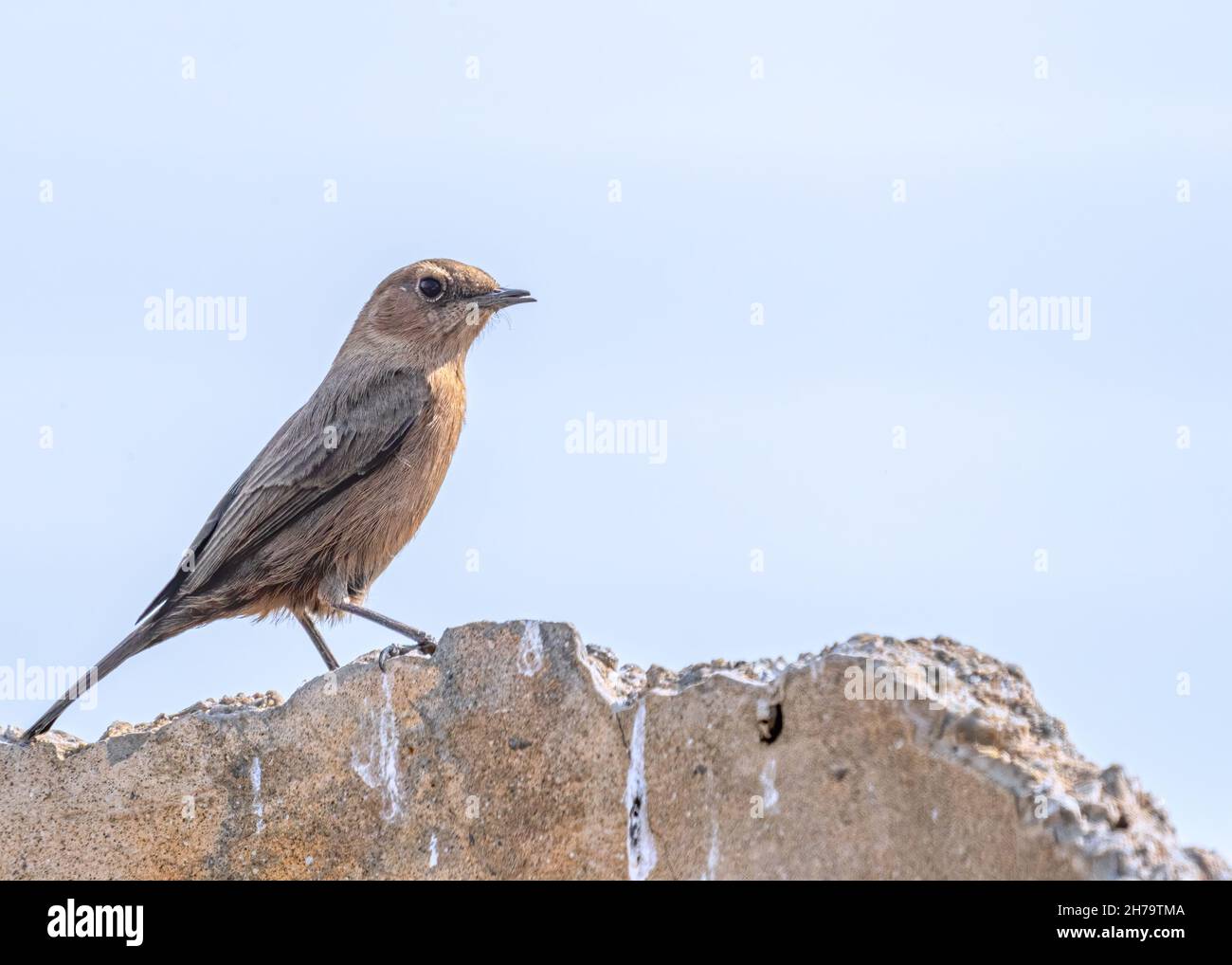 Rock Chat resting on a rock in afternoon Stock Photo - Alamy