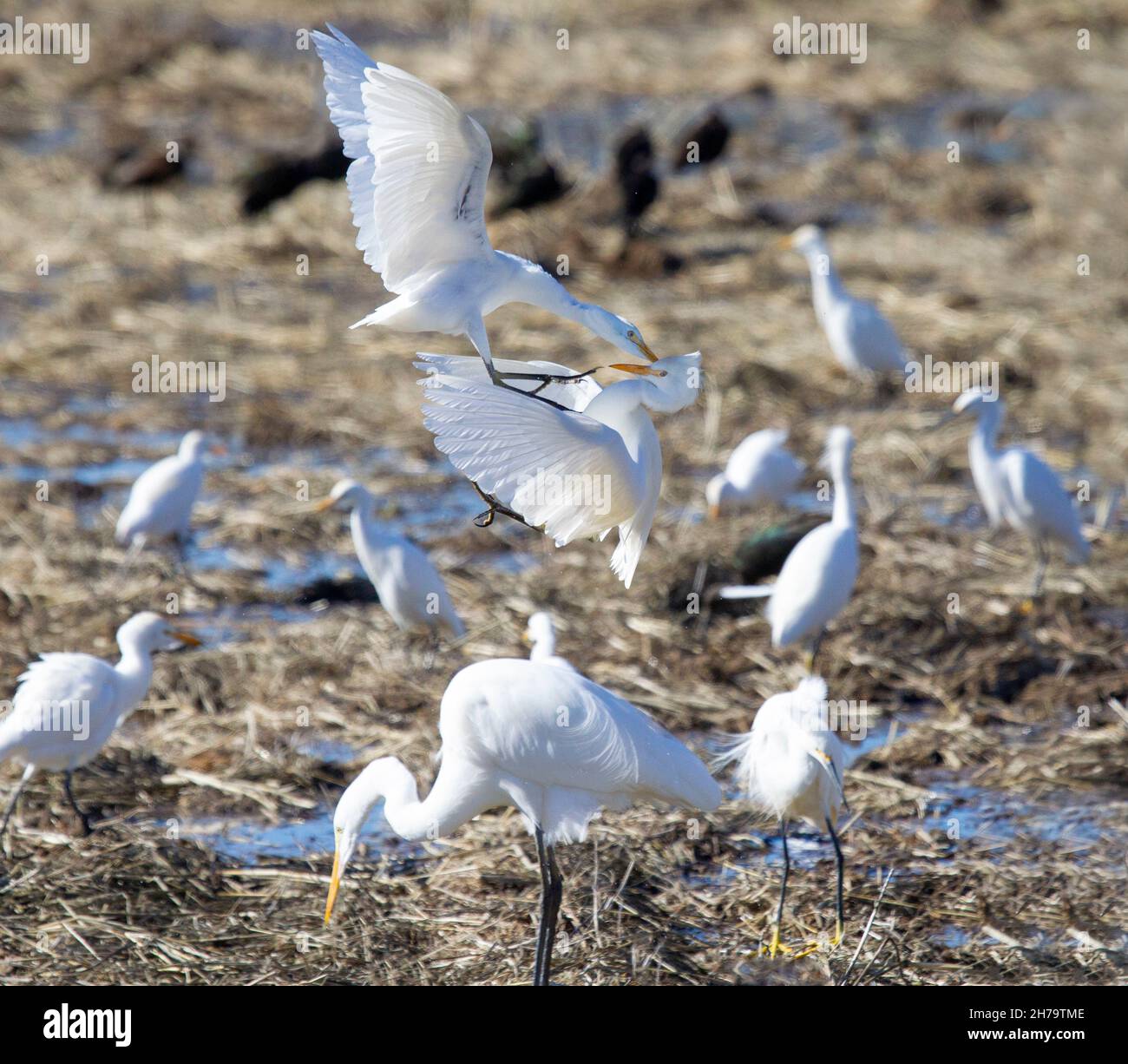 Mid air fighting hi-res stock photography and images - Alamy