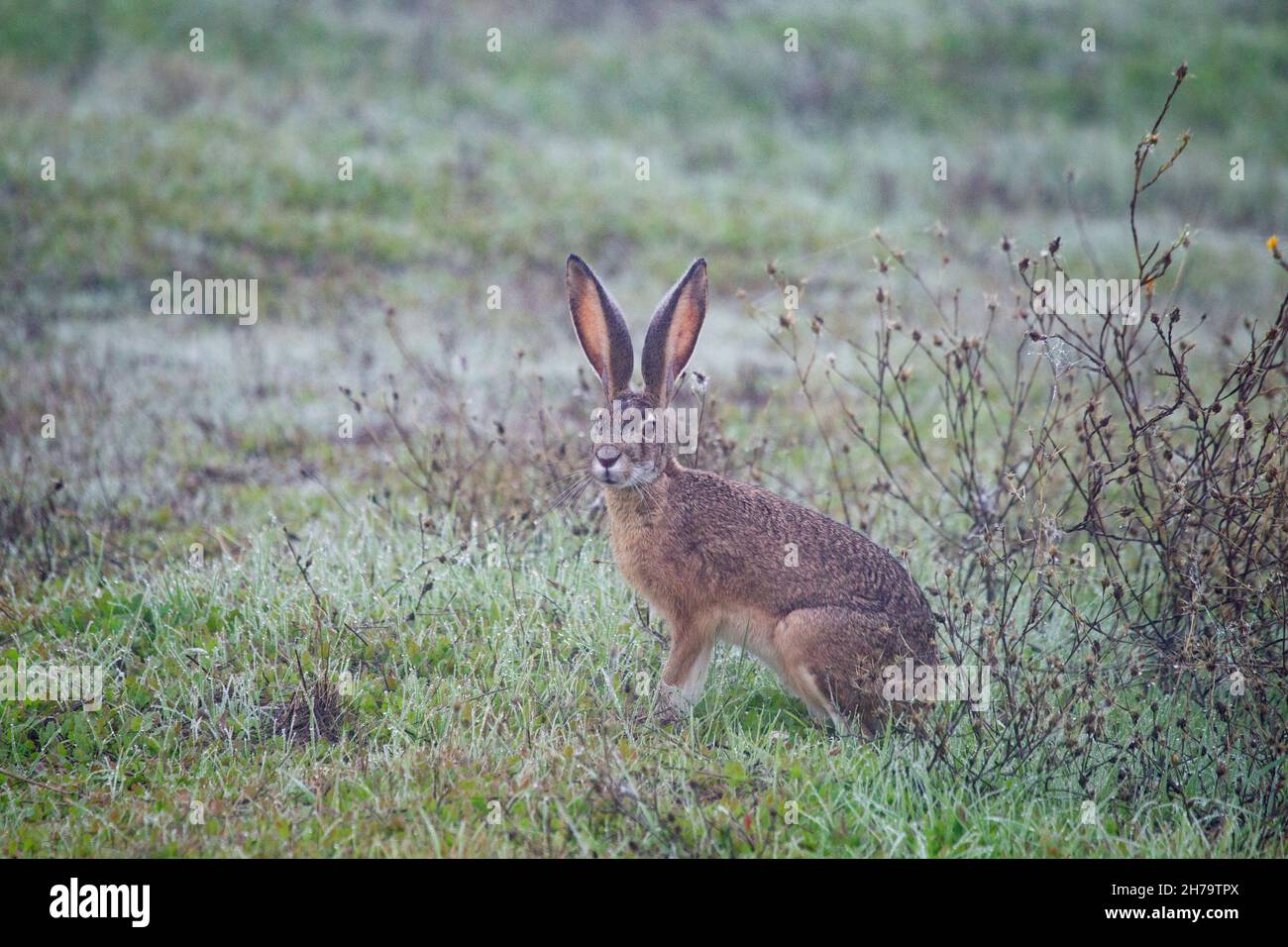 Black tailed hare hi-res stock photography and images - Alamy
