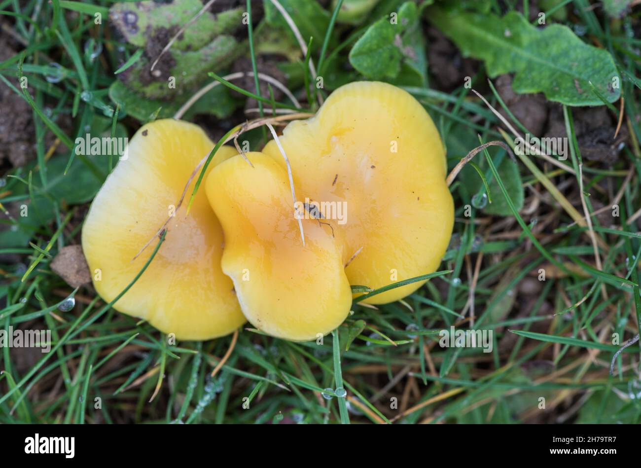 Fungus - Golden Waxcap (Hygrocybe chlorophana Stock Photo - Alamy