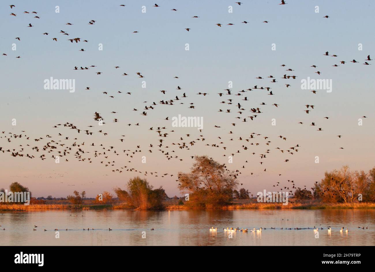 Large flock of White faced Ibis in Flight Stock Photo - Alamy