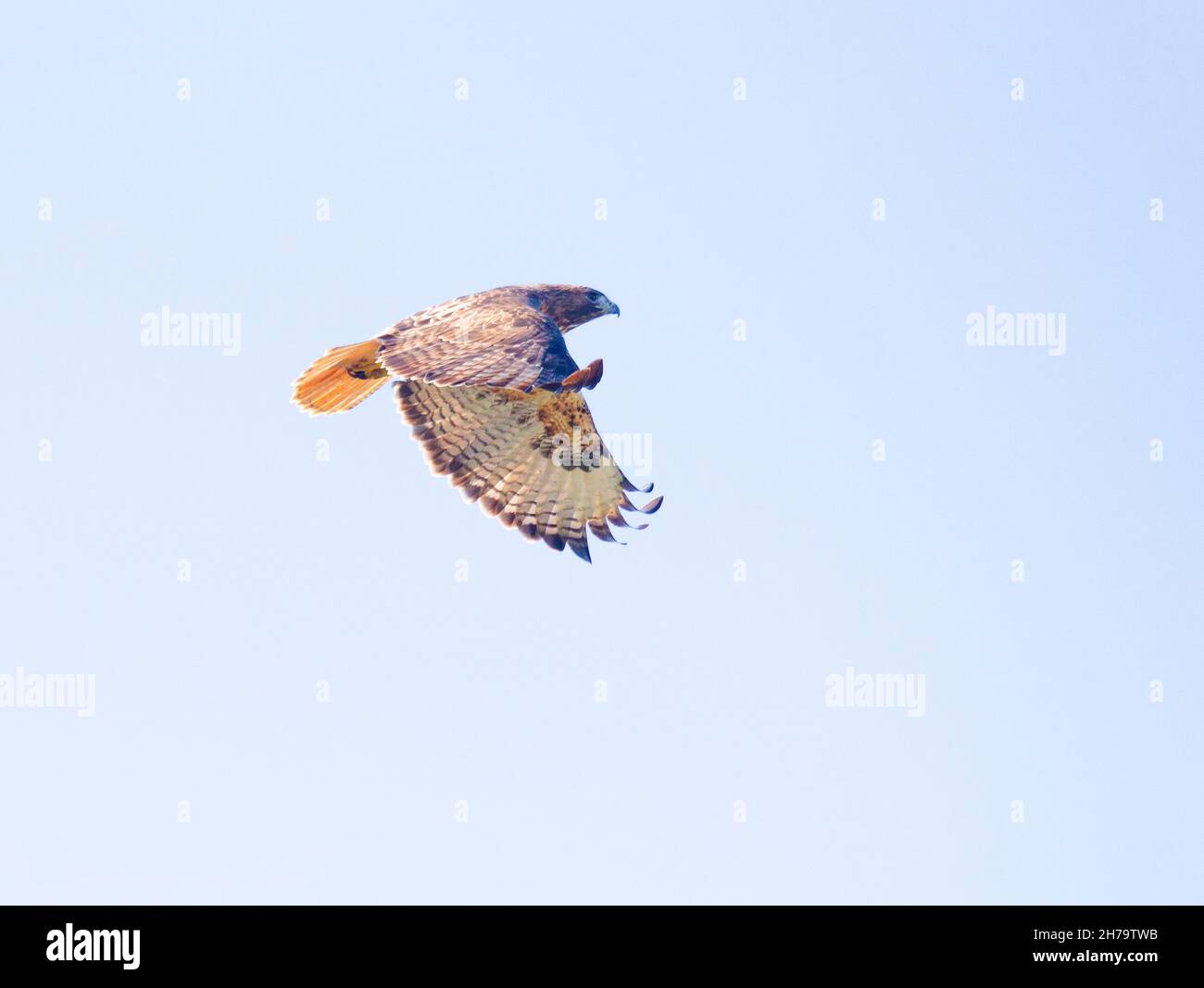Red tailed Hawk in Flight Stock Photo - Alamy