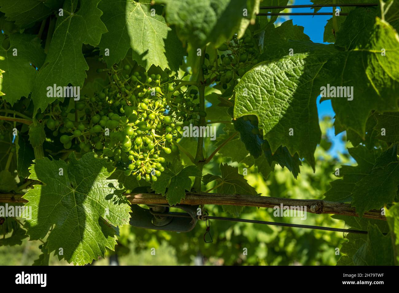 Young and small wine grapes in the sunlight in a German vineyard Stock ...
