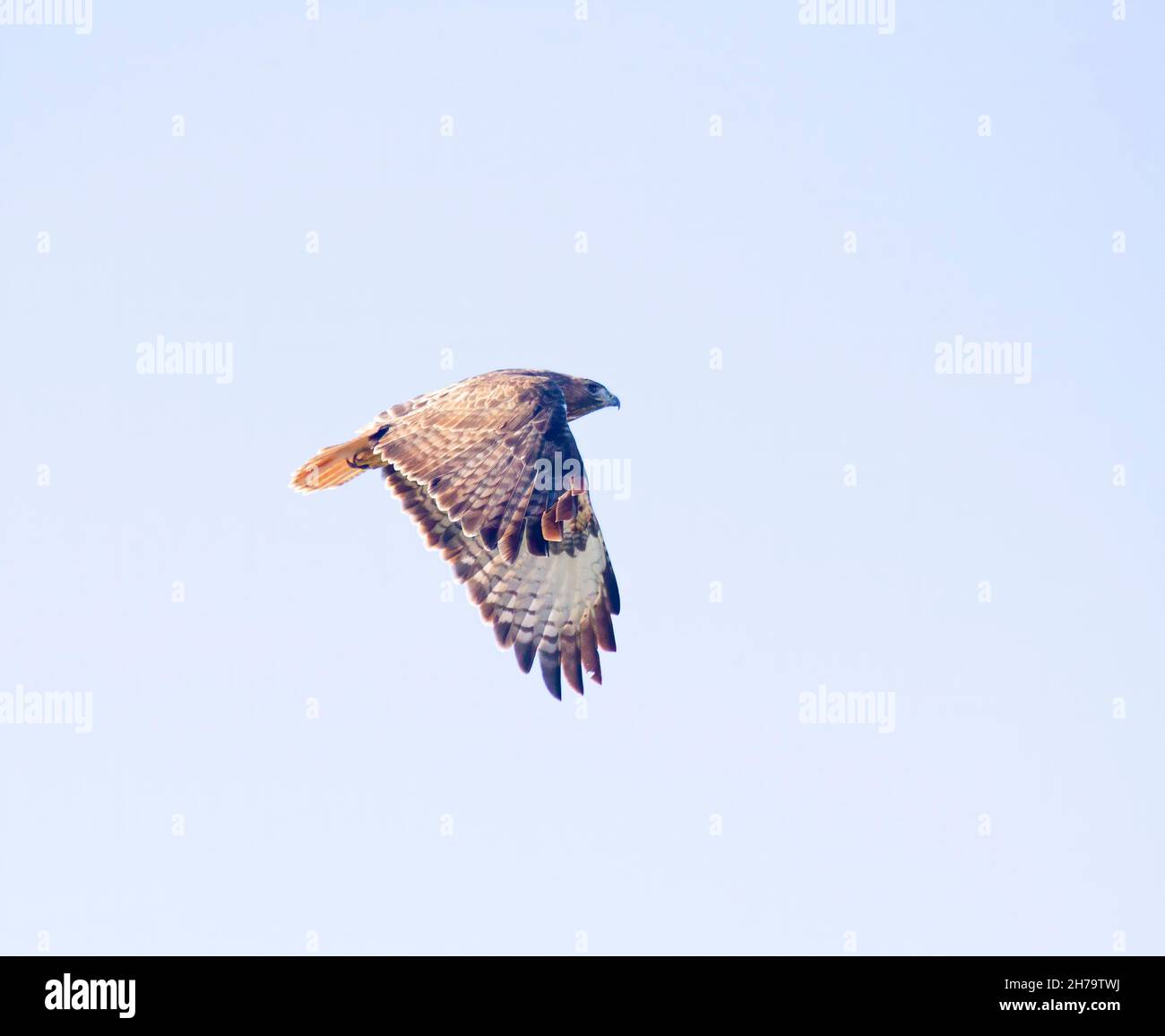 Red tailed Hawk in Flight Stock Photo - Alamy
