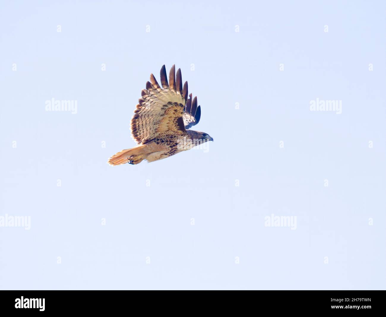 Red tailed Hawk in Flight Stock Photo - Alamy